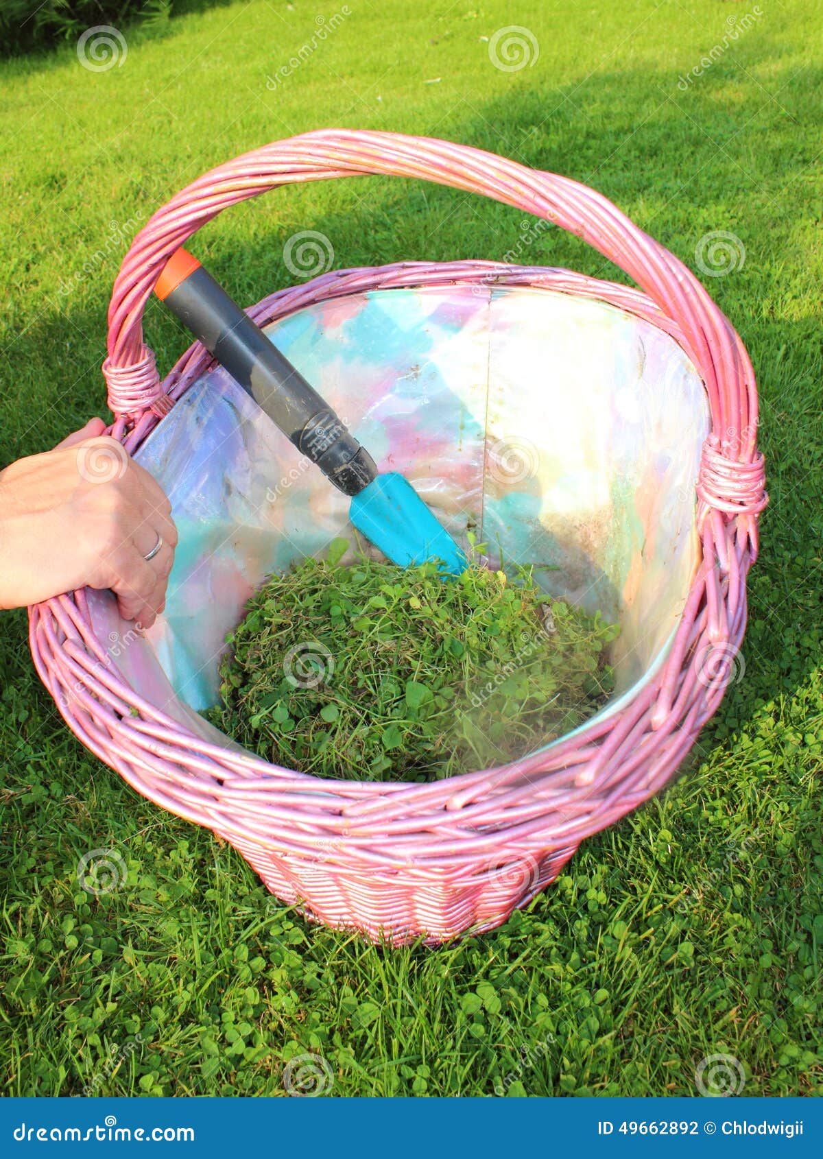 Weeding stock photo. Image of weeding, gardening, trefoil - 49662892