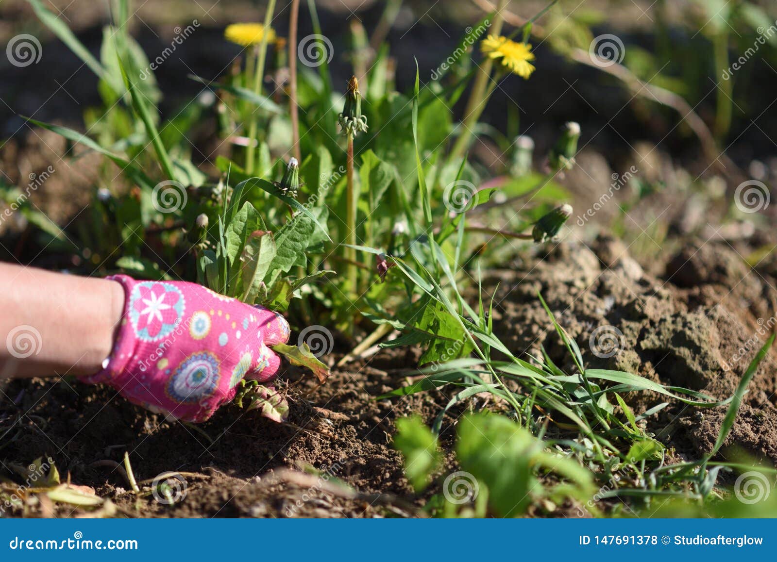 Weeding in field stock photo. Image of dandelions, visible - 147691378