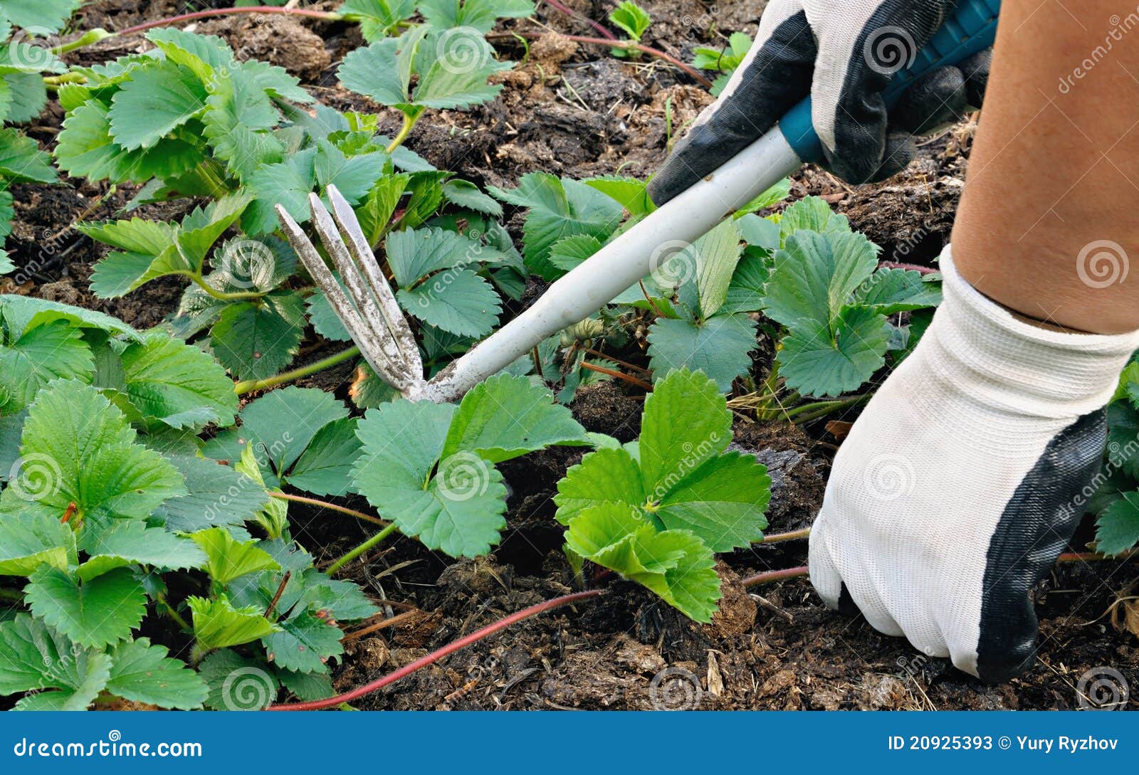 Weeding in Garden stock image. Image of worker, rubber - 20925393