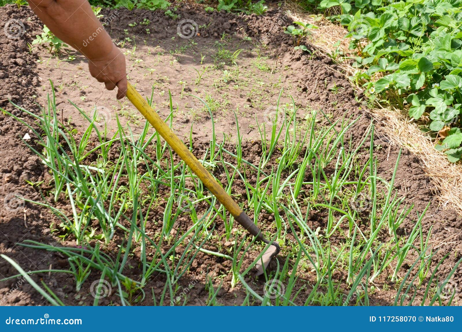 Weeding the Garden from the Grass with the Hoe Stock Photo - Image of ...