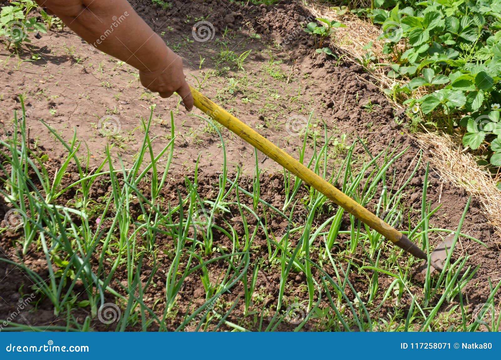 Weeding the Garden from the Grass with the Hoe Stock Image - Image of ...