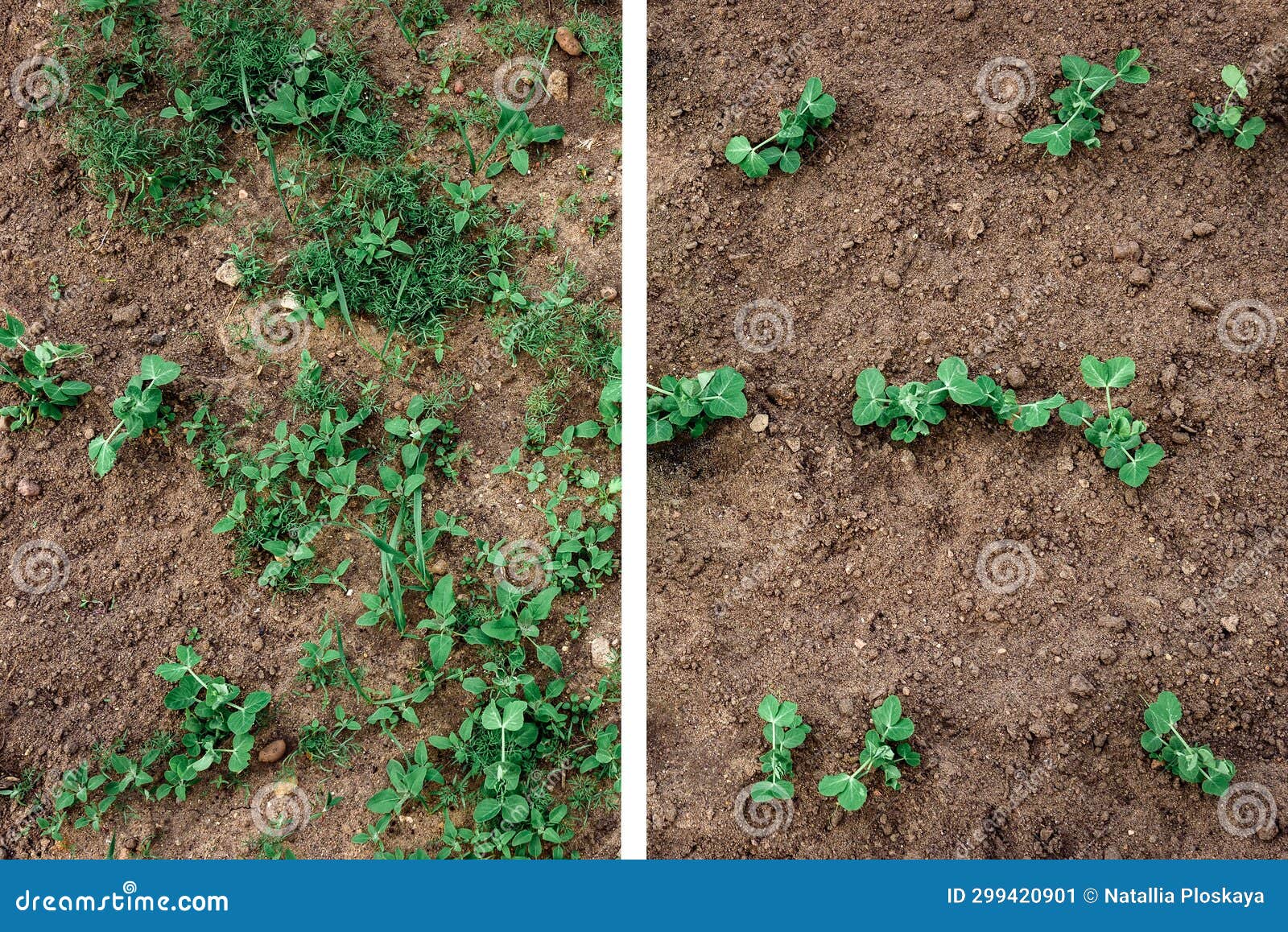 Before and after Weeding Grass in Garden Soil. Stock Image - Image of ...