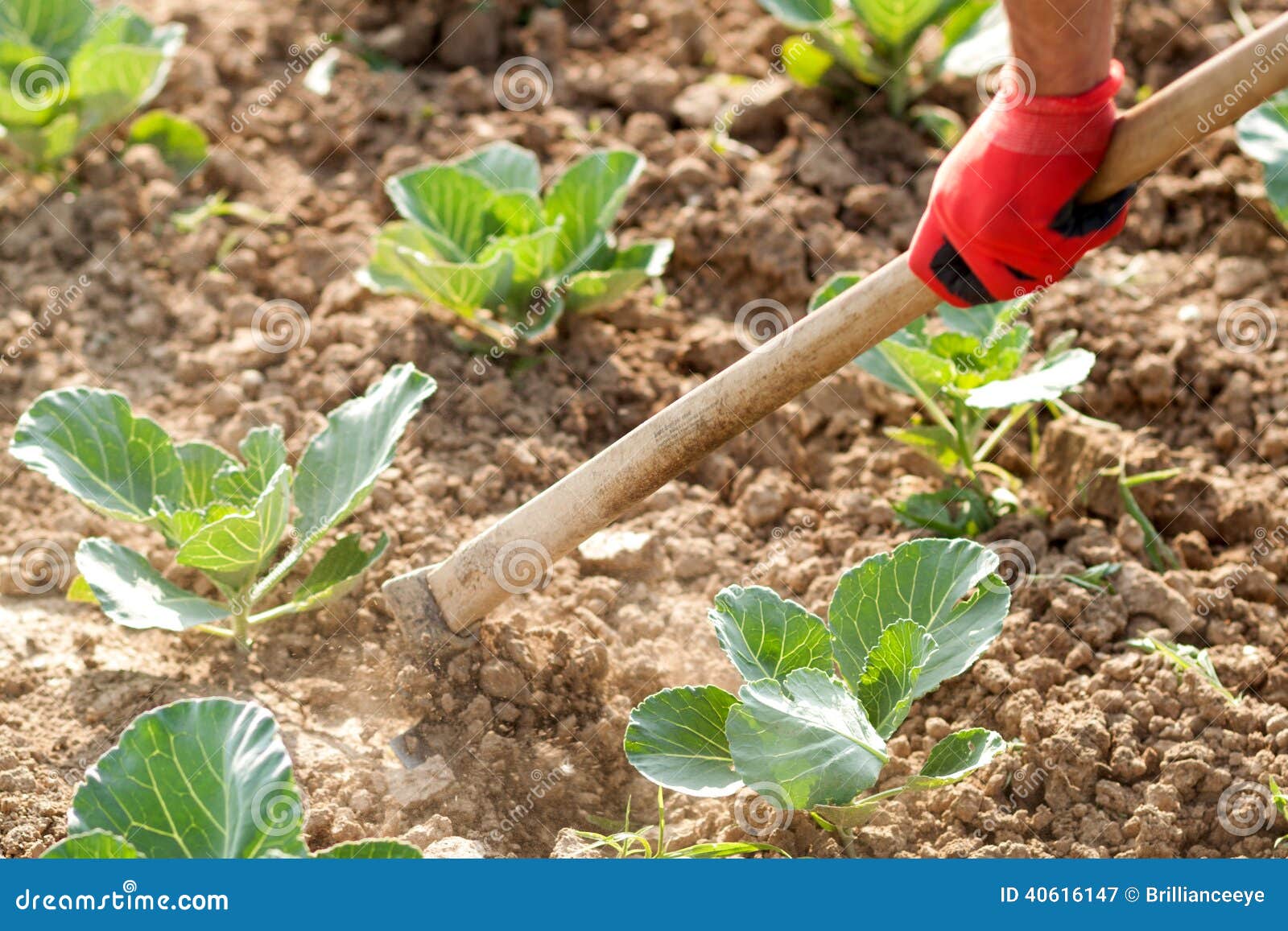 Weeding with Hoe in the Cabbage Fields Stock Image - Image of land ...