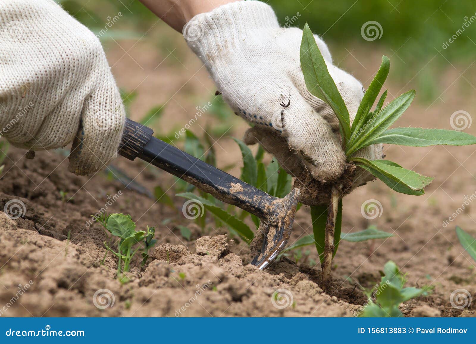 Weeding of Weeds in the Garden Stock Image - Image of hold, country ...