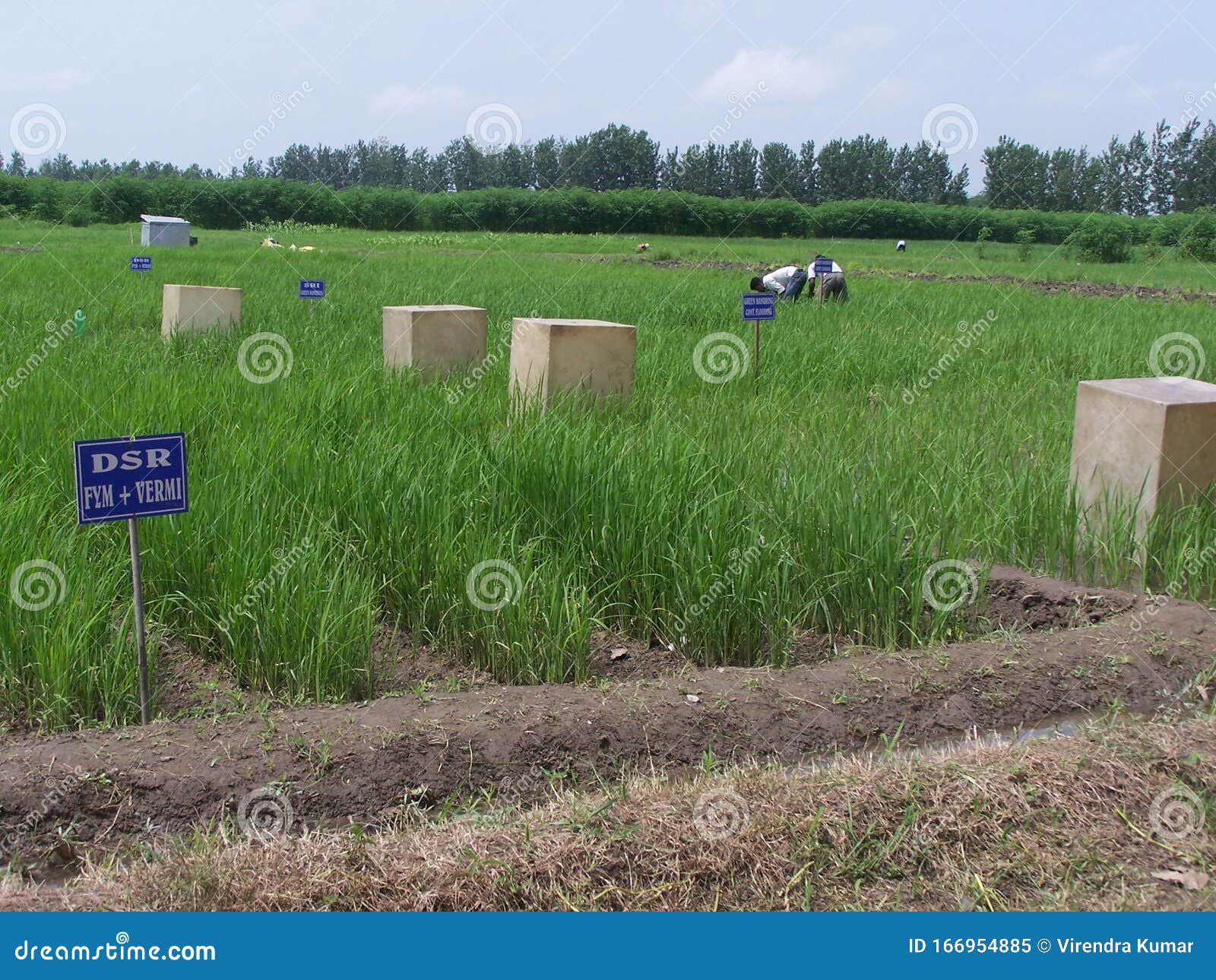 WEEDING WORK Agriculture Paddy Field Trail in DIFFRENT PLOTS in India ...