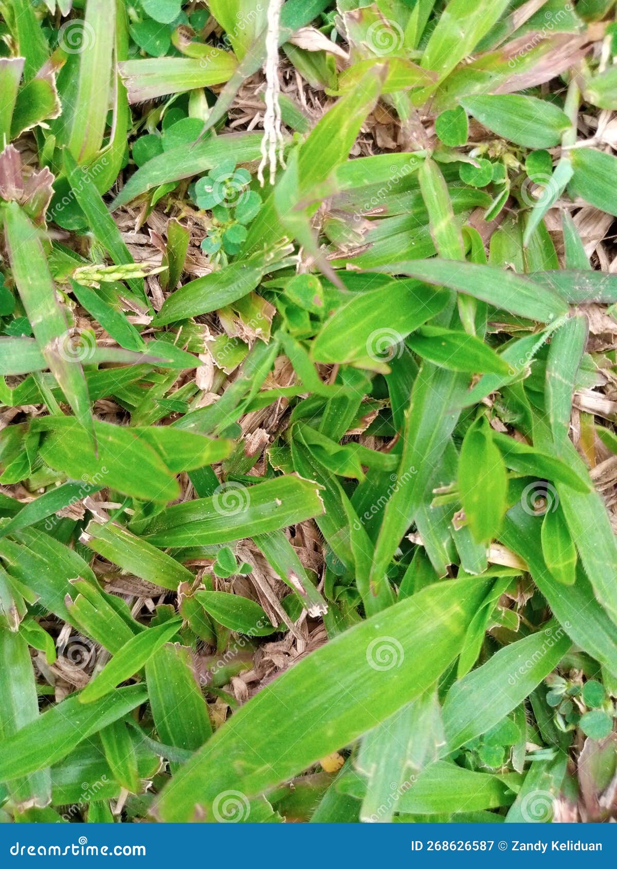 Weeds as background stock image. Image of garden, crop - 268626587