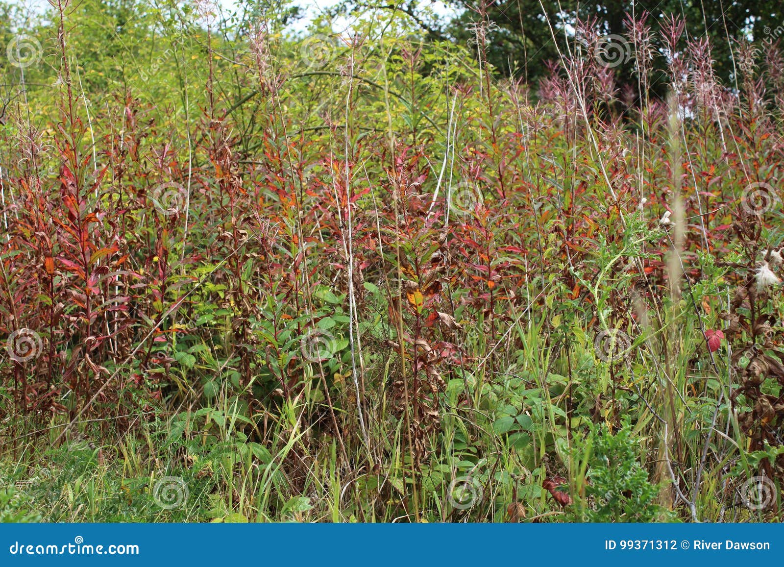 Weeds in autumn stock photo. Image of autumn, weeds, plants - 99371312