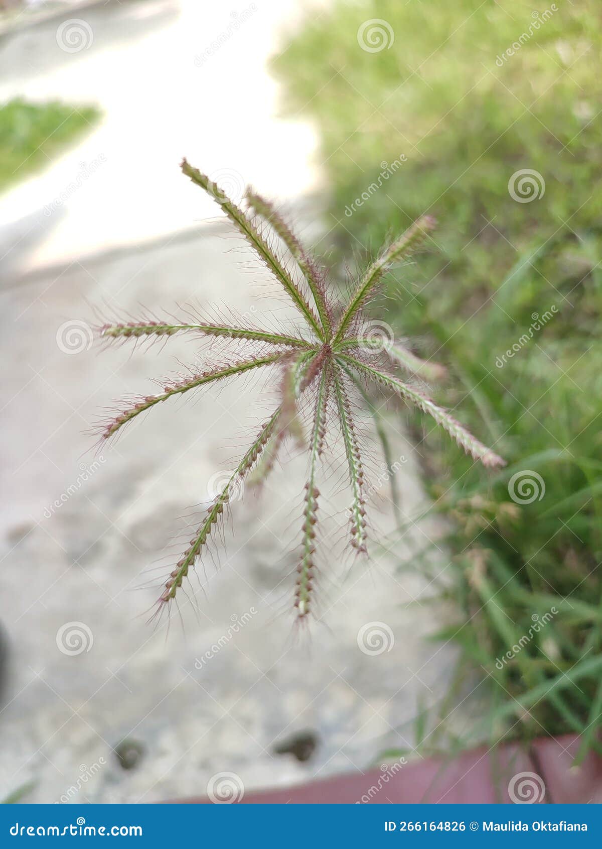 Weeds blown by the wind stock photo. Image of leaf, branch - 266164826