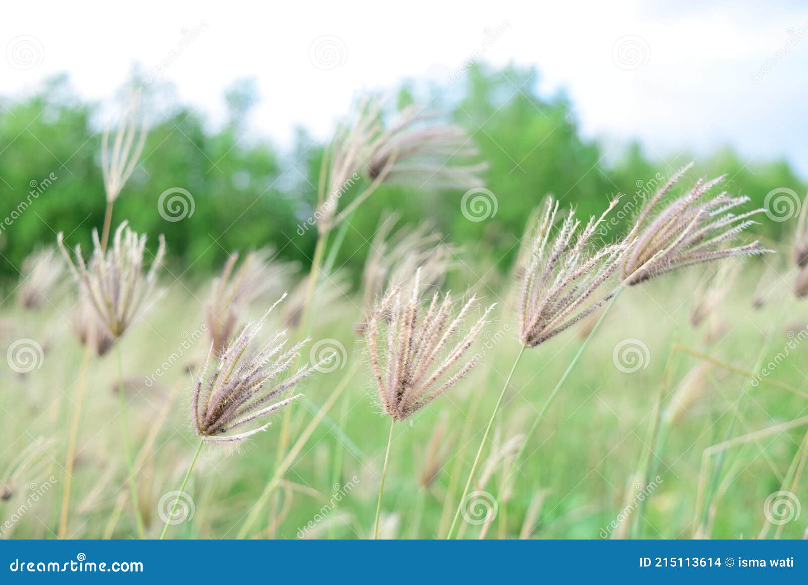 Weeds blown by the wind stock photo. Image of flower - 215113614