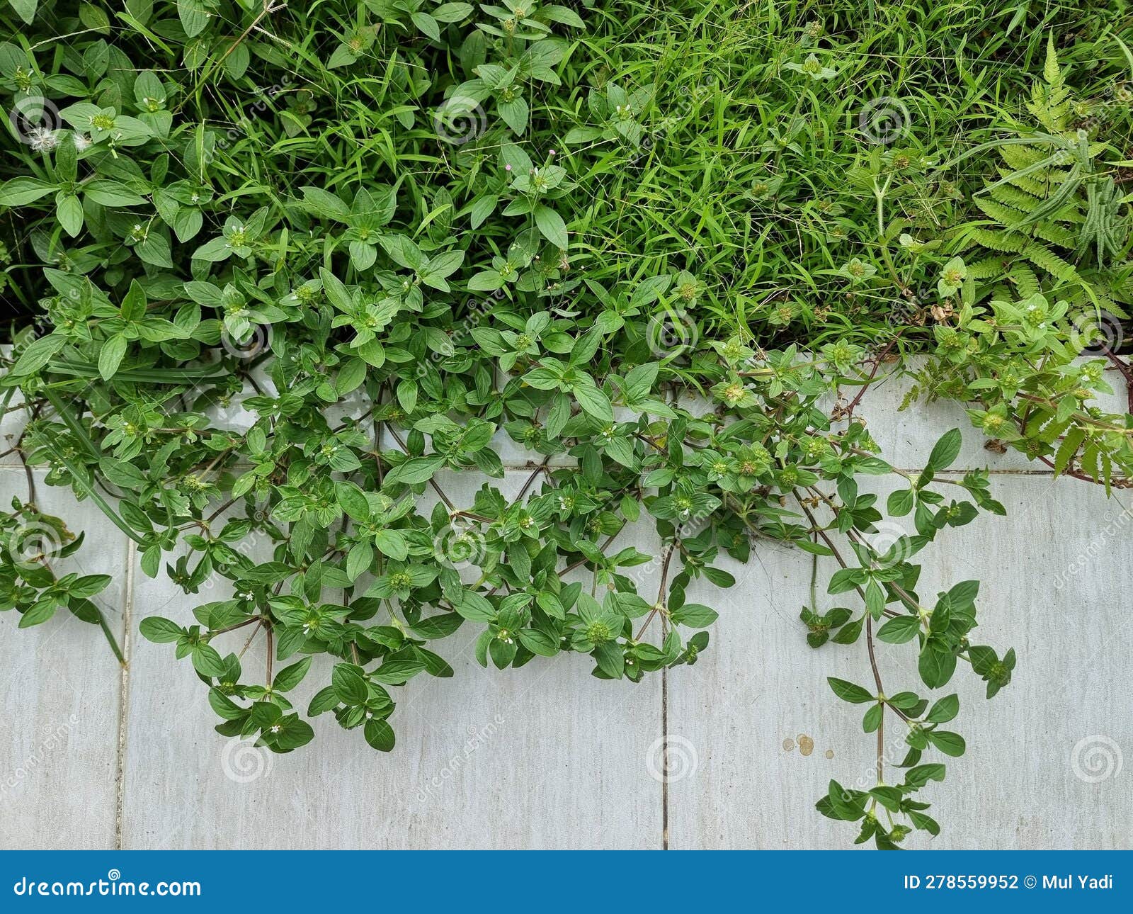 Weeds Creep into the Building Stock Photo - Image of building, soil ...