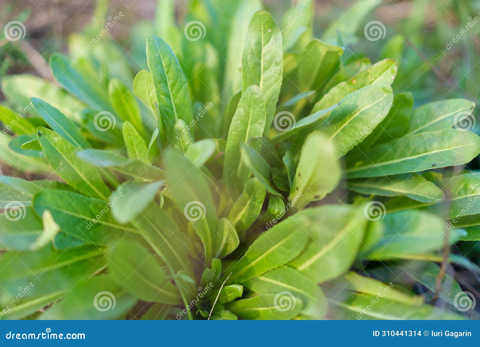Weeds in the Field. Background or Backdrop with Selective Focus and ...