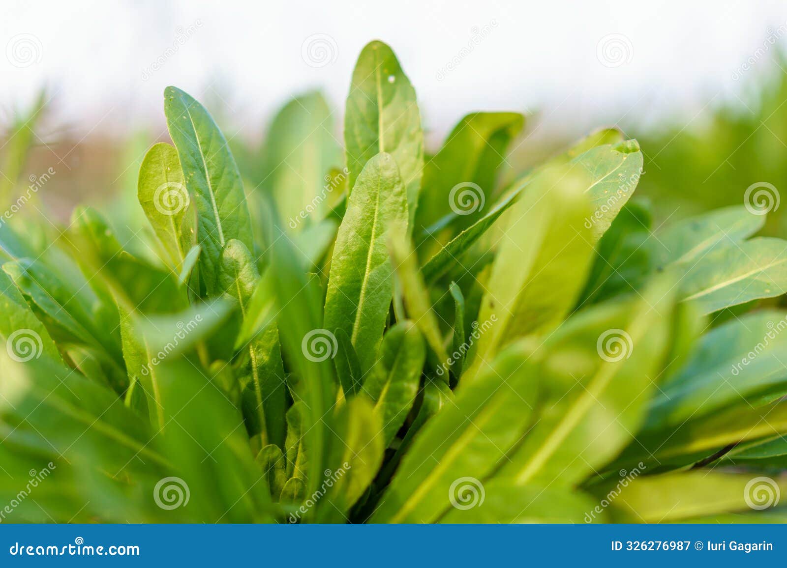 Weeds in the Field. Background or Backdrop with Selective Focus and ...