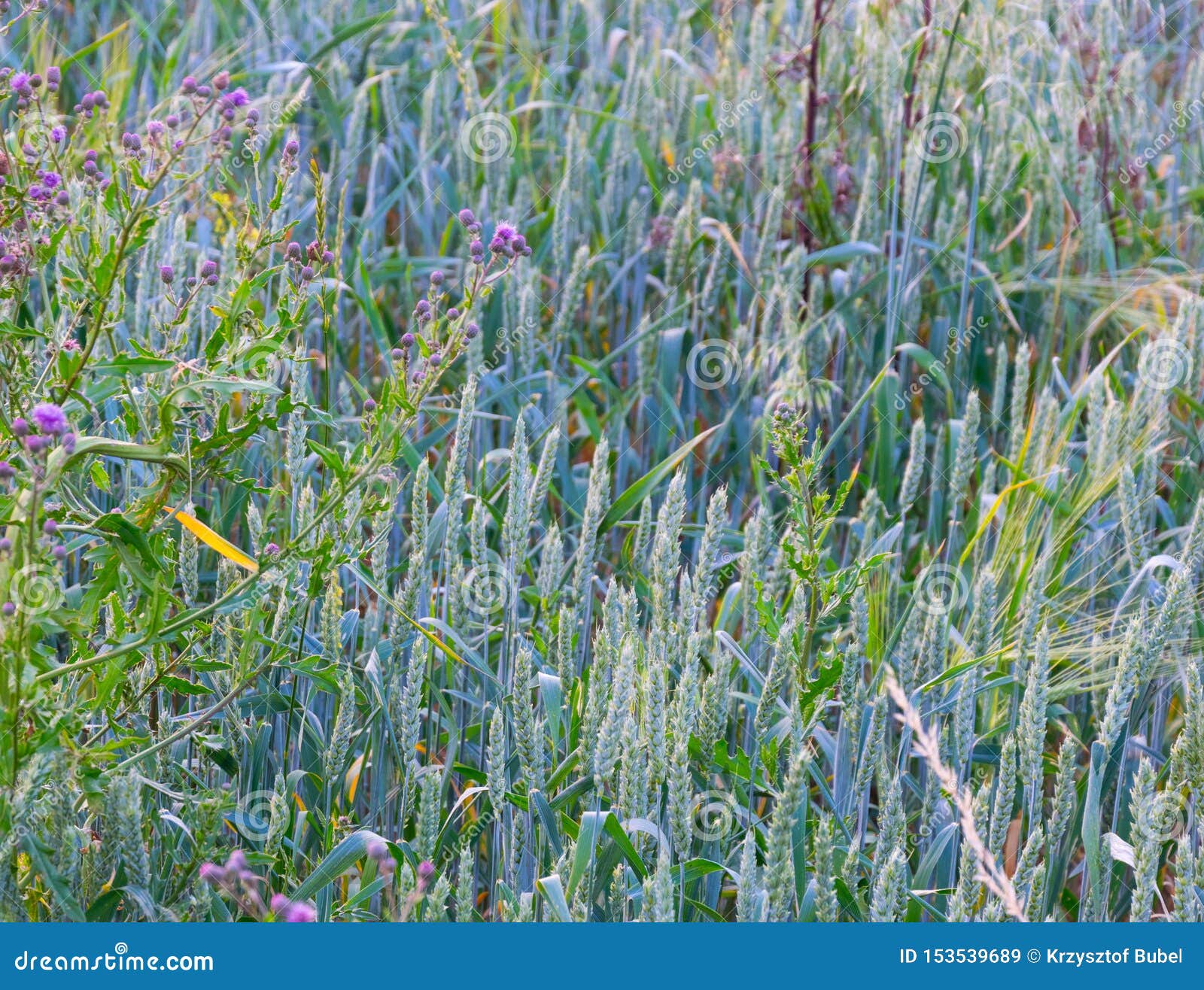 Weeds on the Field in Young Wheat Stock Image - Image of growing ...