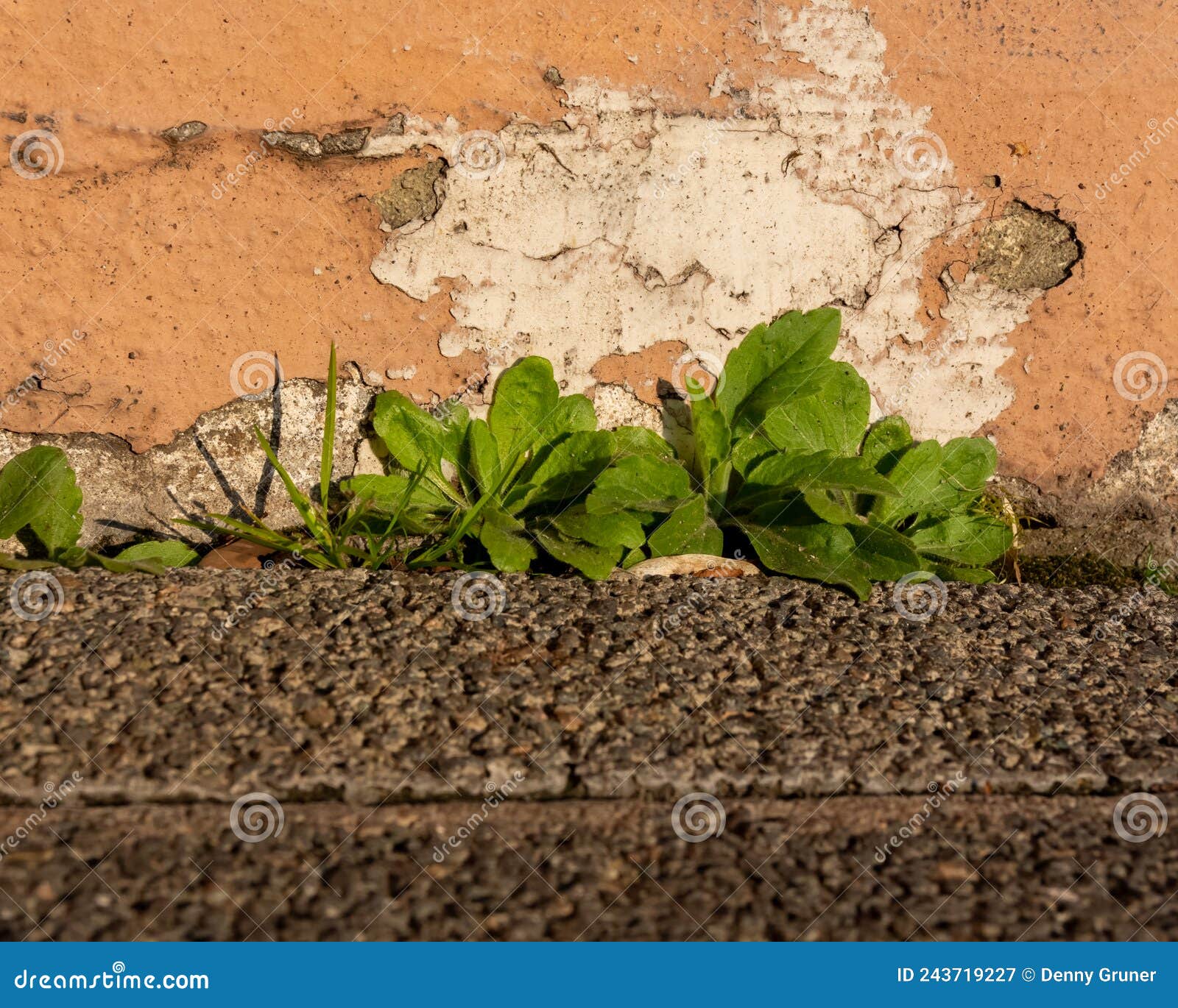 Weeds in Front of a House Wall Stock Image - Image of view, outside ...