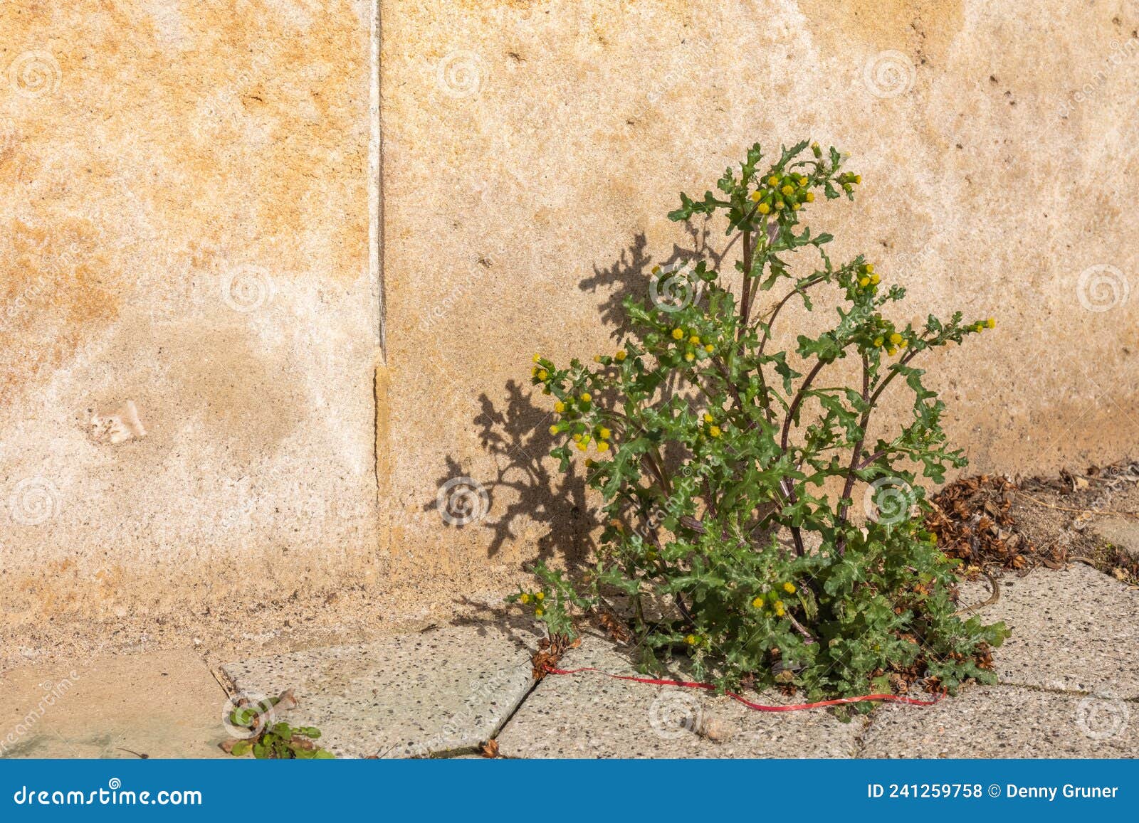 Weeds in Front of a House Wall Stock Photo - Image of growth, plant ...