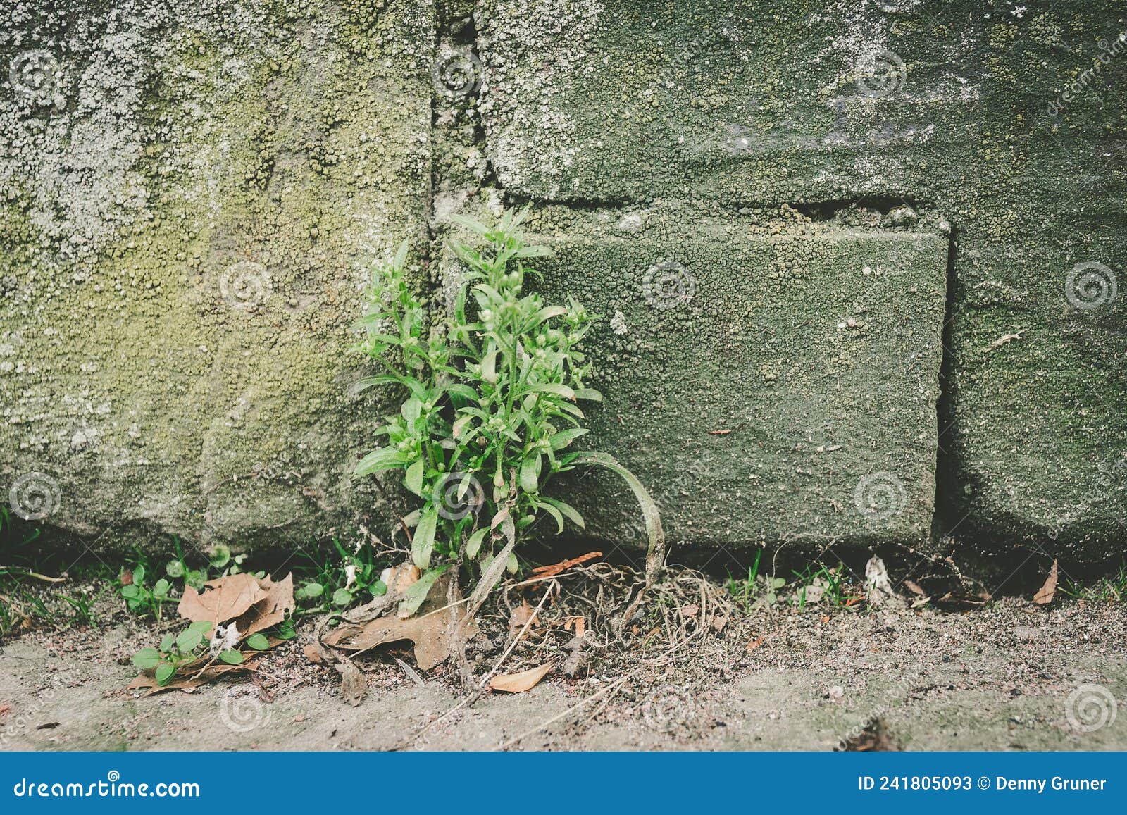 Weeds in Front of a House Wall Stock Image - Image of growth, europe ...