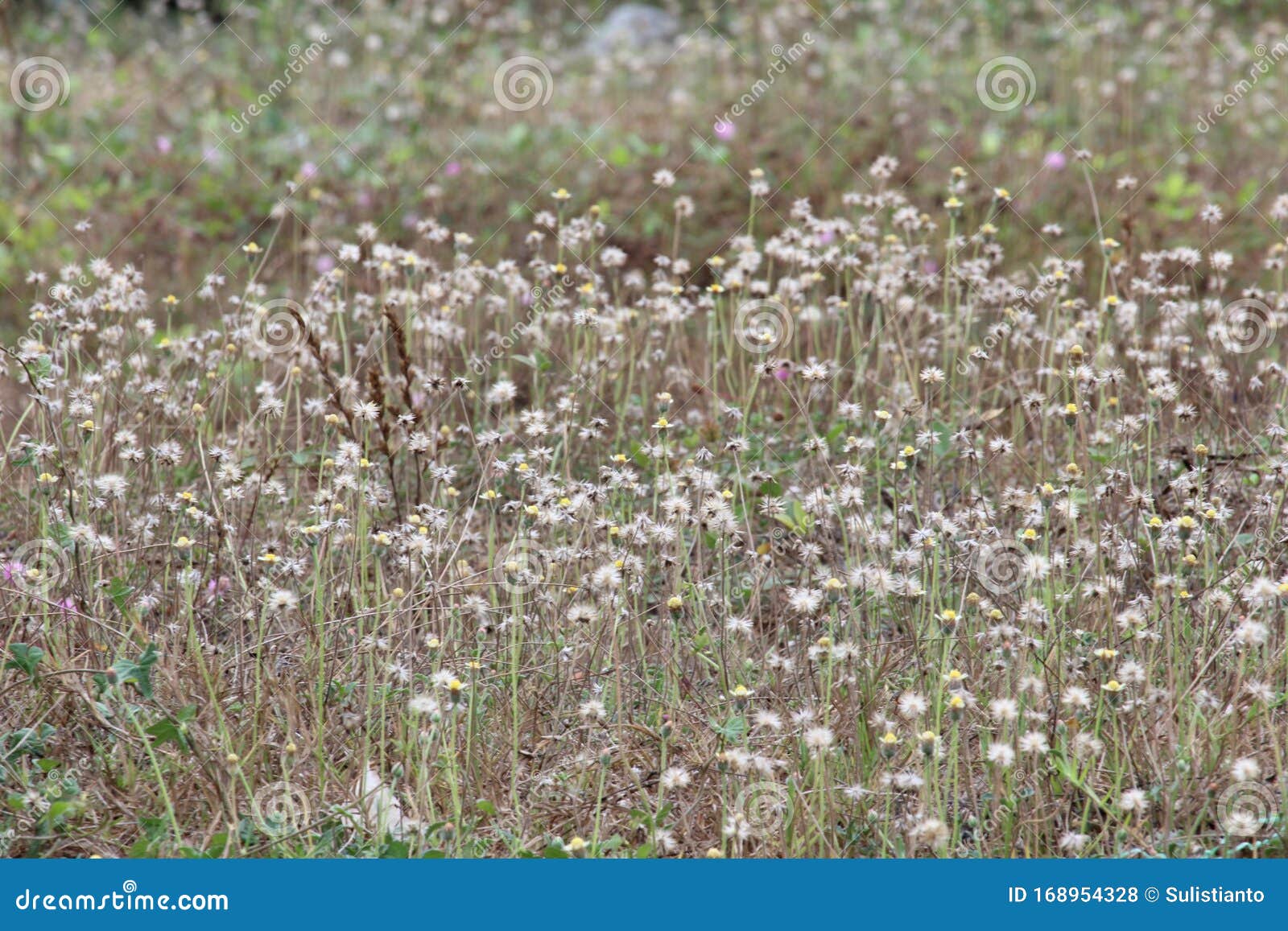 Weeds in front of the yard stock photo. Image of front - 168954328