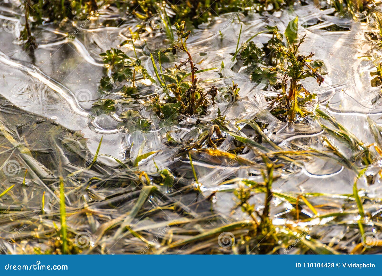 Weeds In Frozen Channel Stock Image | CartoonDealer.com #110104465