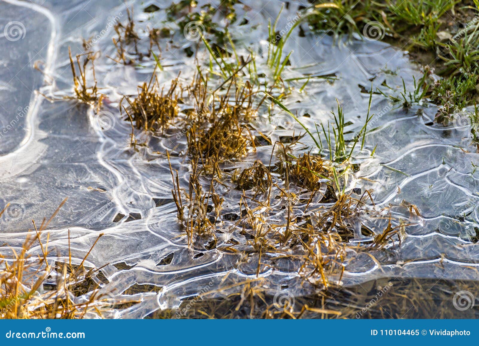 Weeds In Frozen Channel Stock Image | CartoonDealer.com #110104465