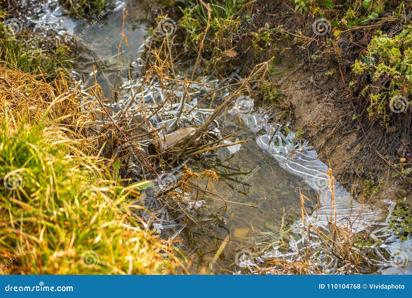 Weeds In Frozen Channel Stock Image | CartoonDealer.com #110104465