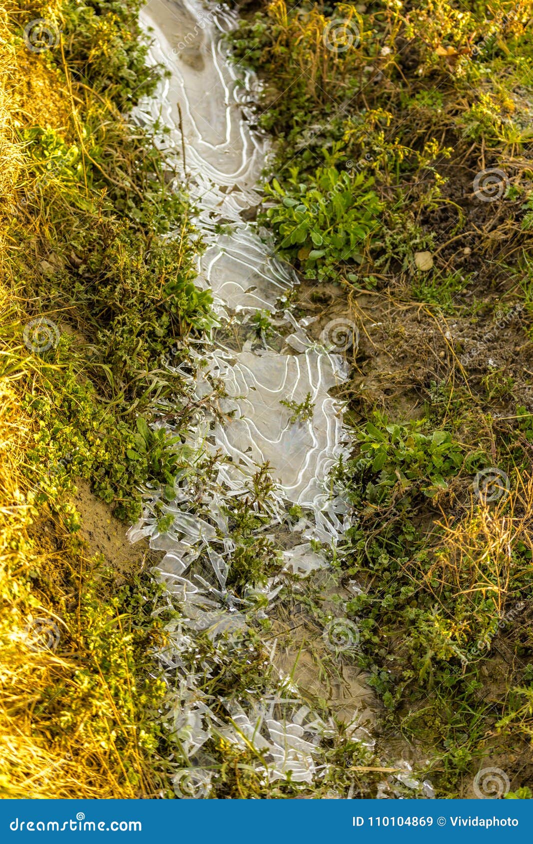 Weeds In Frozen Channel Stock Image | CartoonDealer.com #110104465