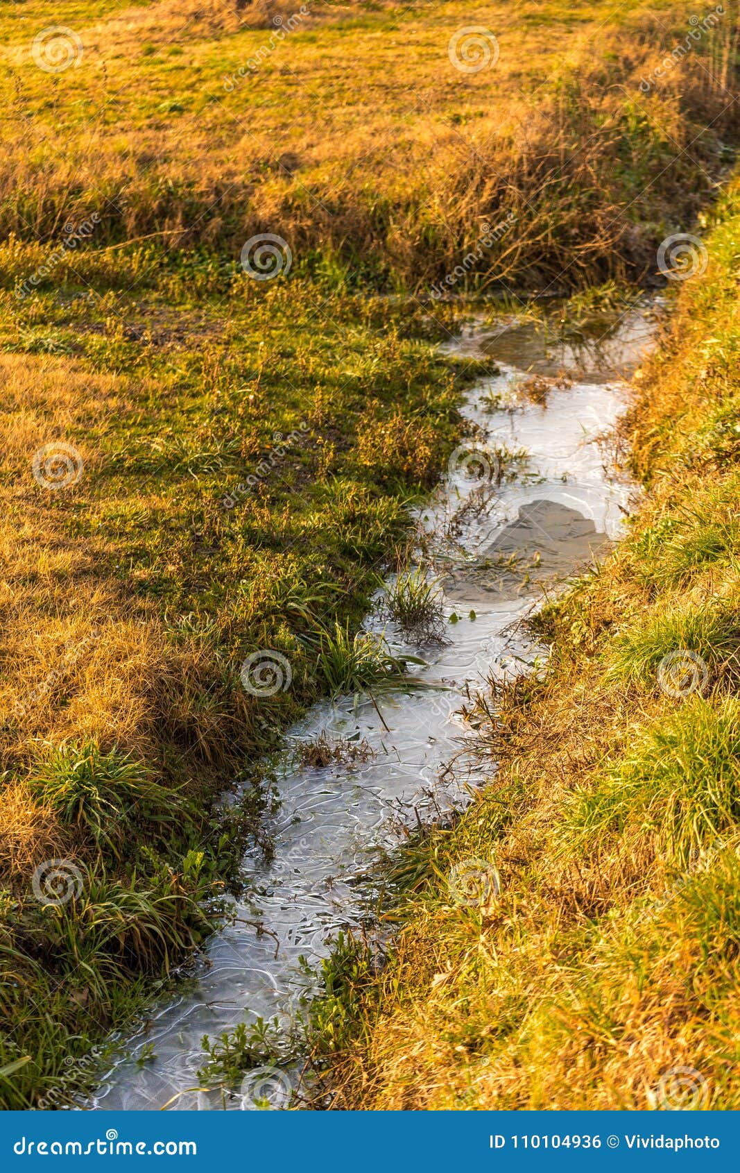 Weeds In Frozen Channel Stock Image | CartoonDealer.com #110104465