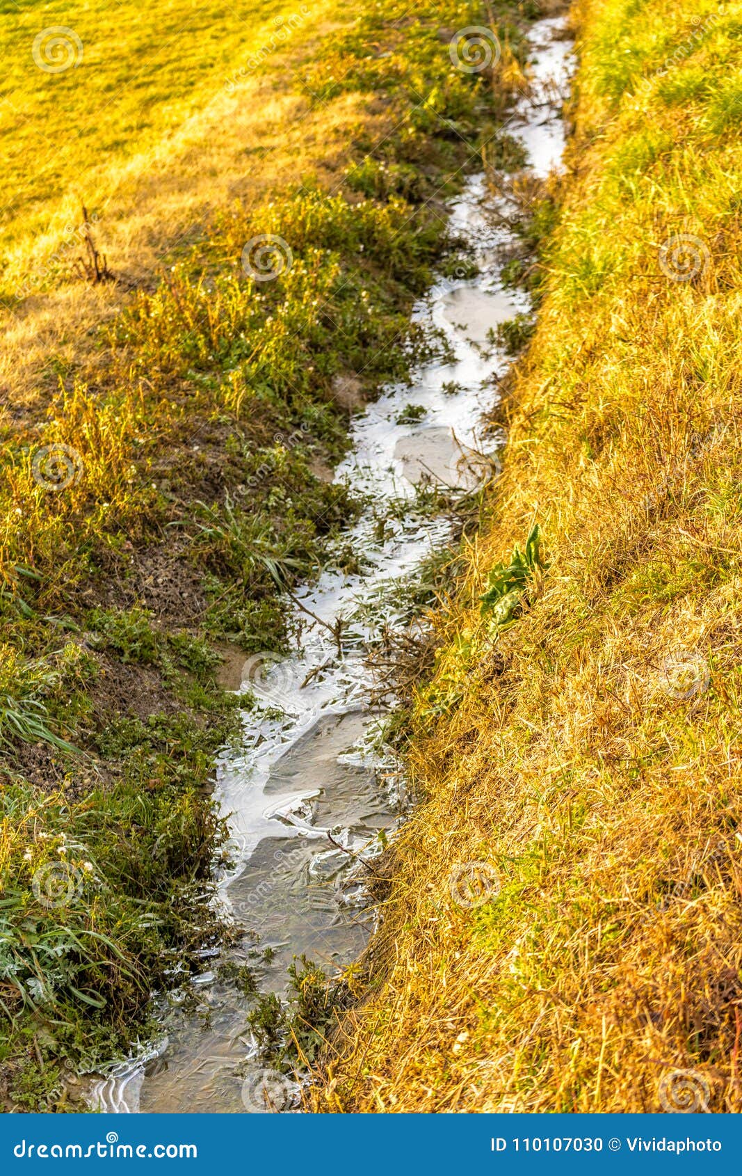 Weeds In Frozen Channel Stock Image | CartoonDealer.com #110104465