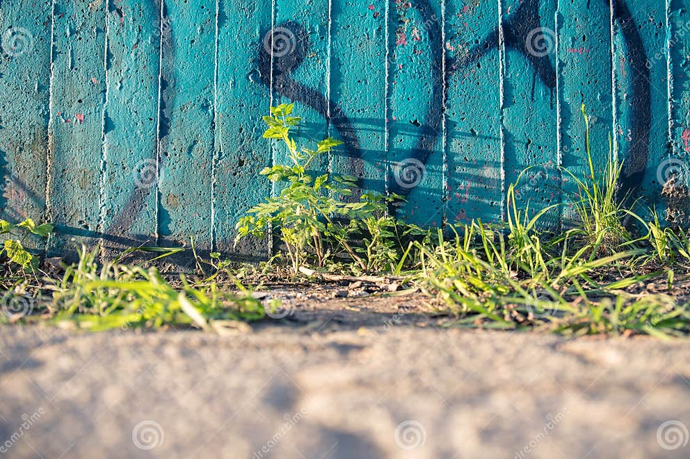 Weeds and Grass Growing in Front of a Colorful Sprayed Wall Stock Photo ...