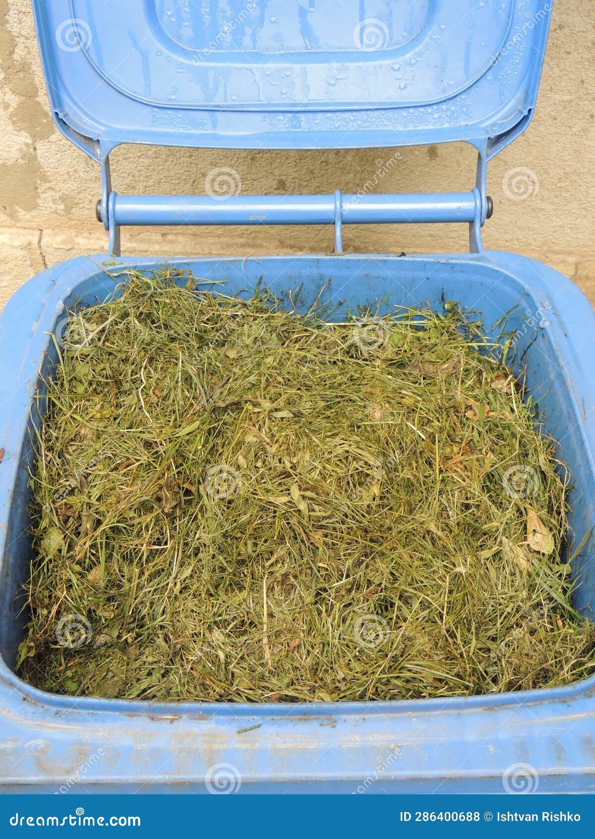 Weeds and Green Grass in a Dumpster Stock Photo - Image of plantation ...