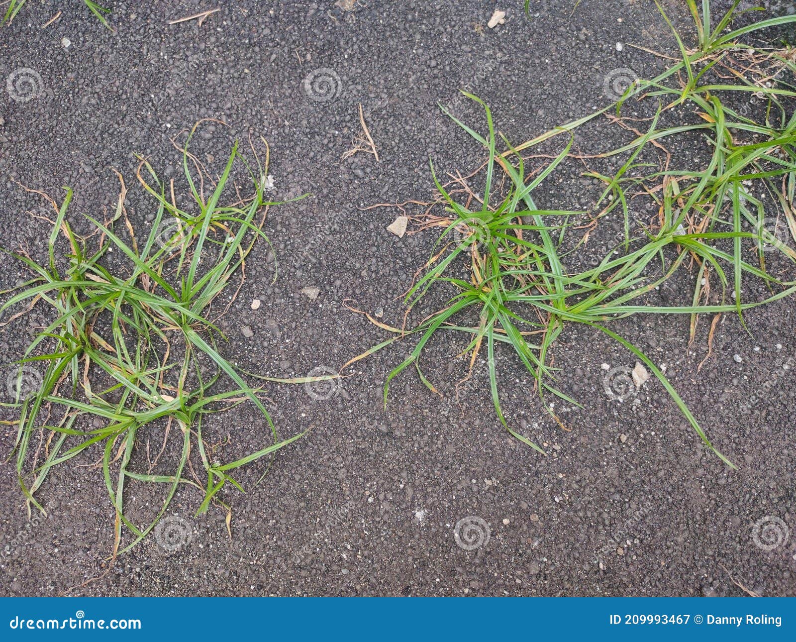 Weeds grew by the roadside stock image. Image of leaf - 209993467