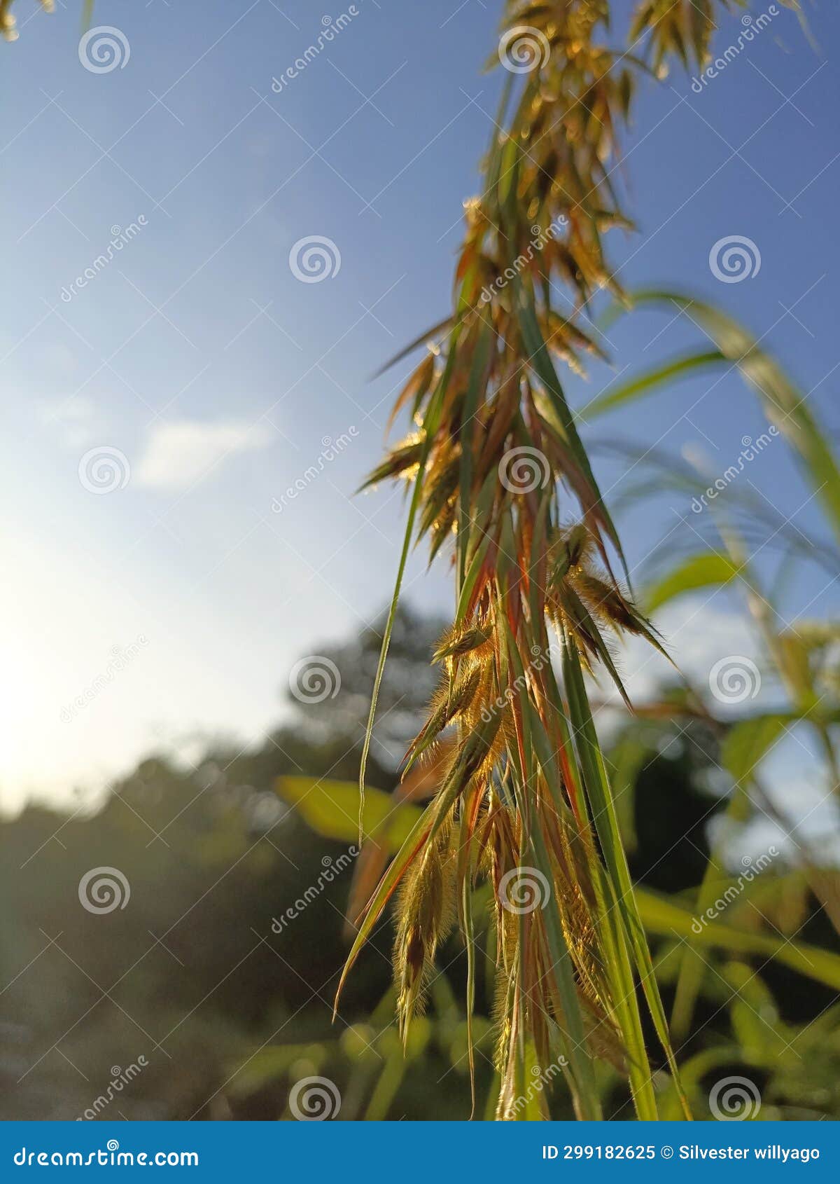 Weeds that grow tall stock image. Image of weeds, tall - 299182625