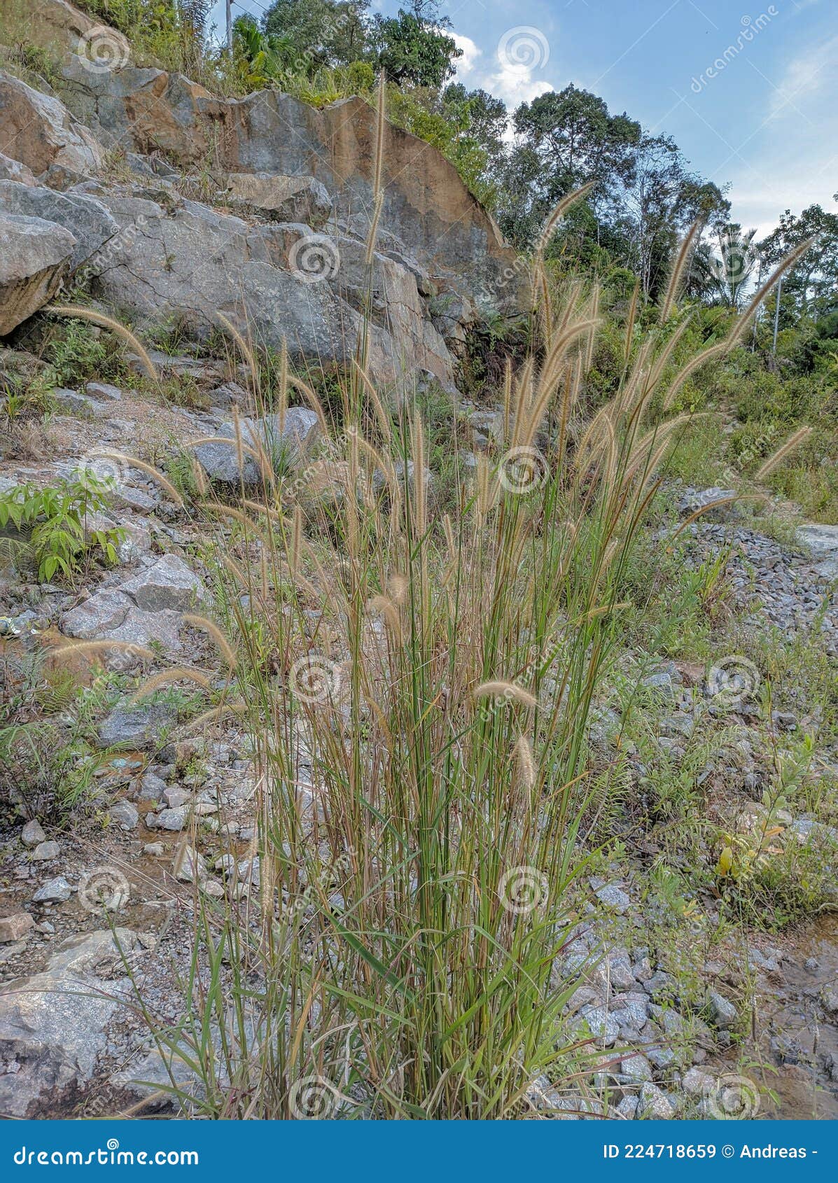 The Weeds Grow Tall between the Rocks of the Cliffs Stock Image - Image ...