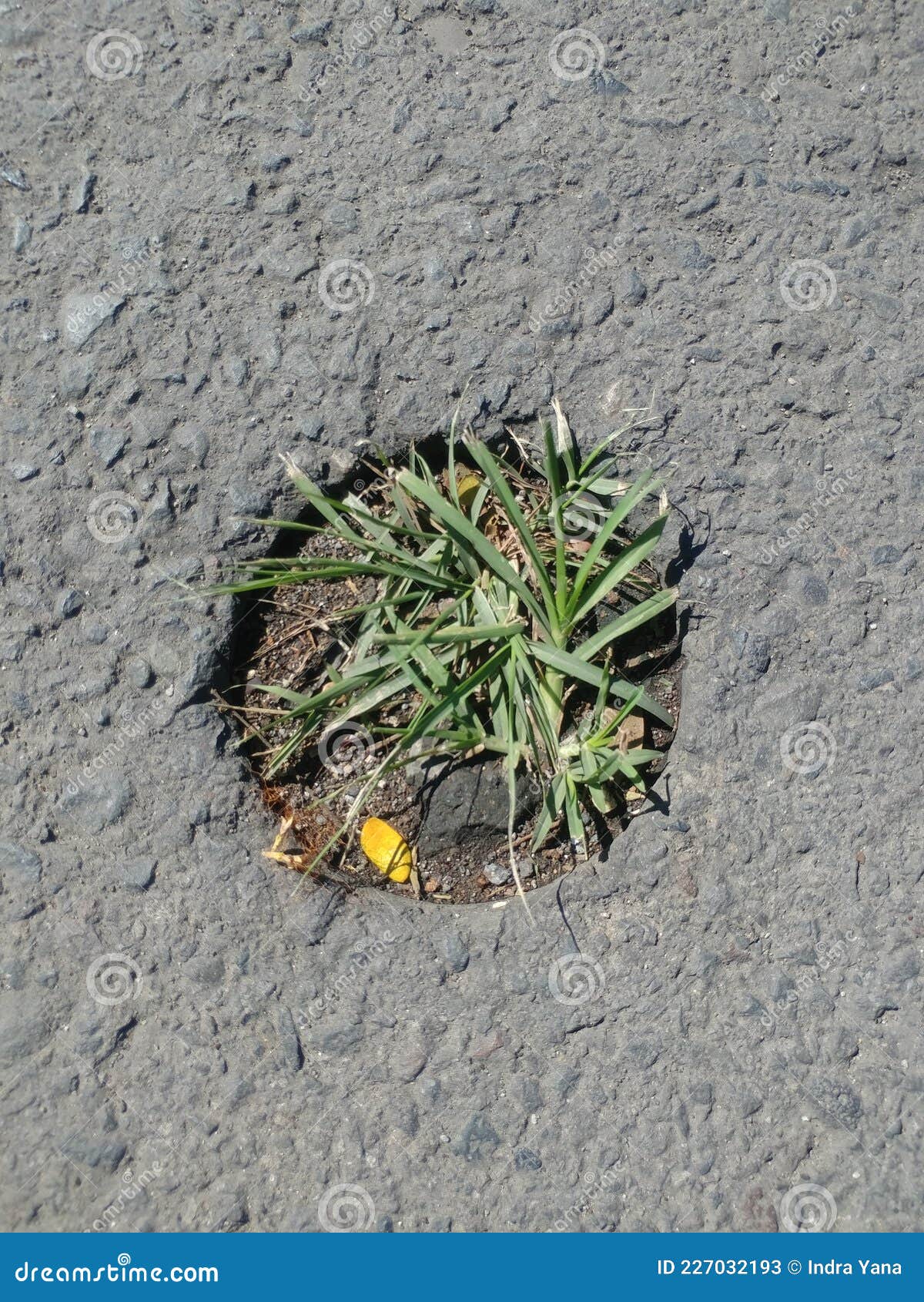 Weeds Growing on the Asphalt Road Hole Stock Image - Image of beautiful ...