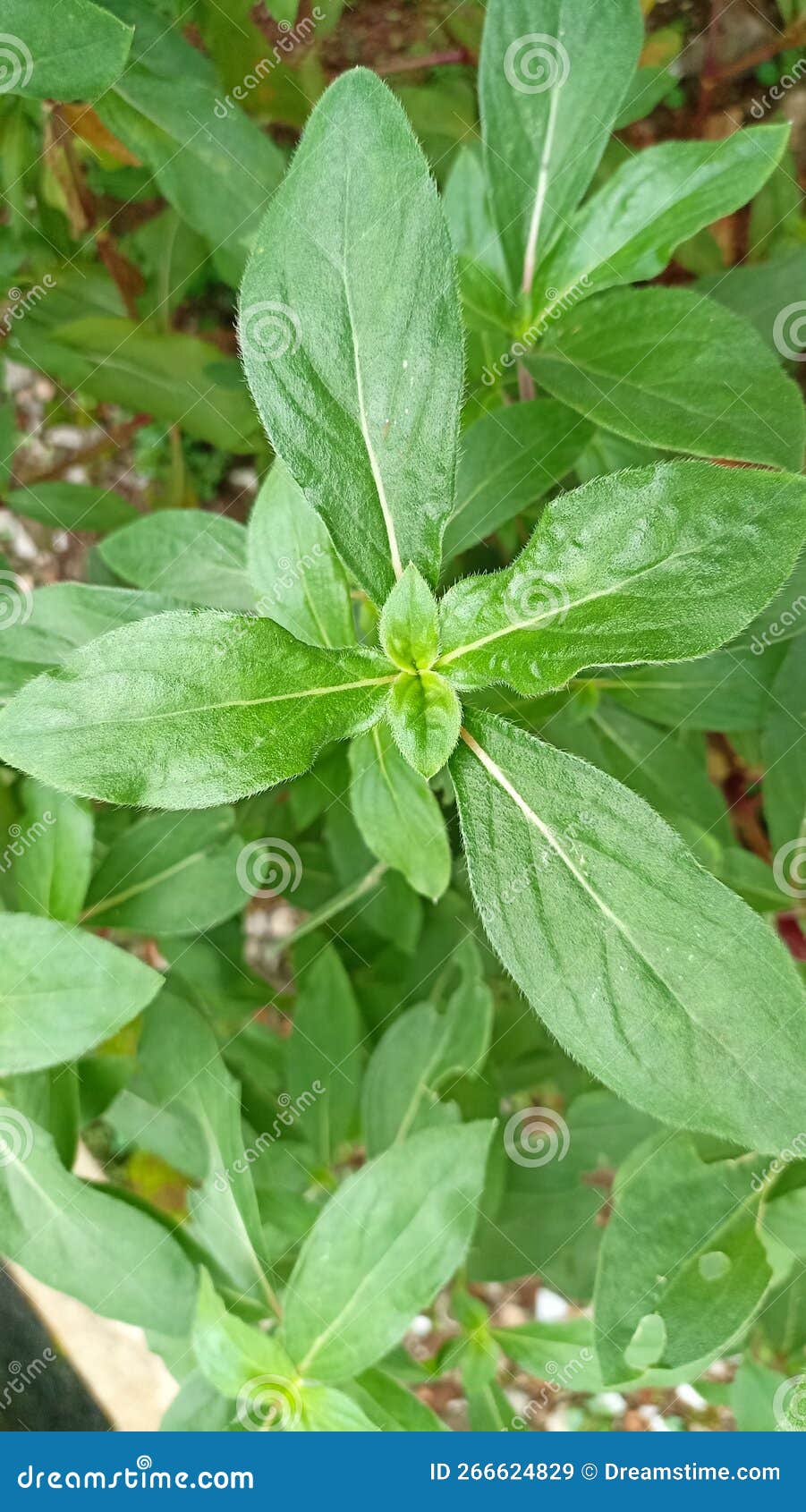 Weeds Growing in the Back Garden Stock Image - Image of garden, shrub ...