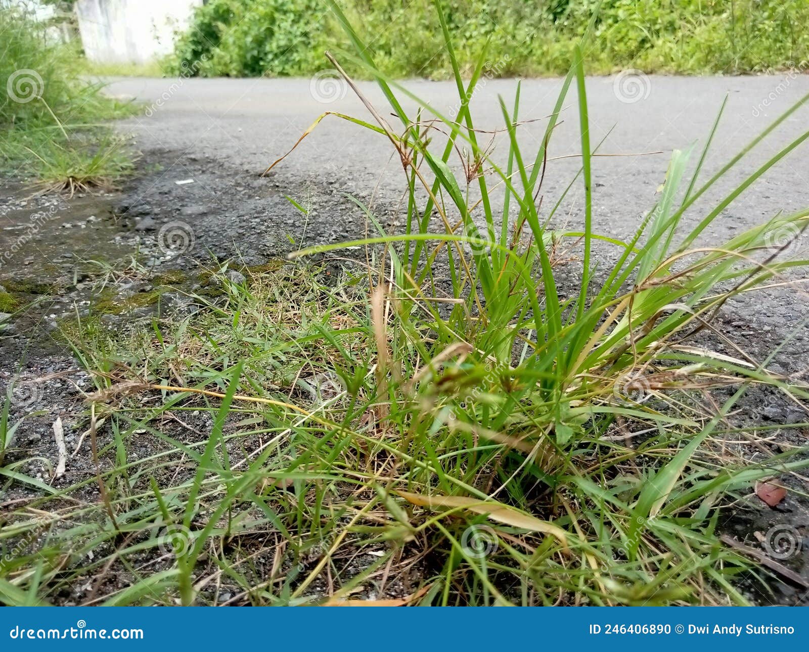 Weeds Growing by the Roadside Stock Photo - Image of hirta, landscape ...