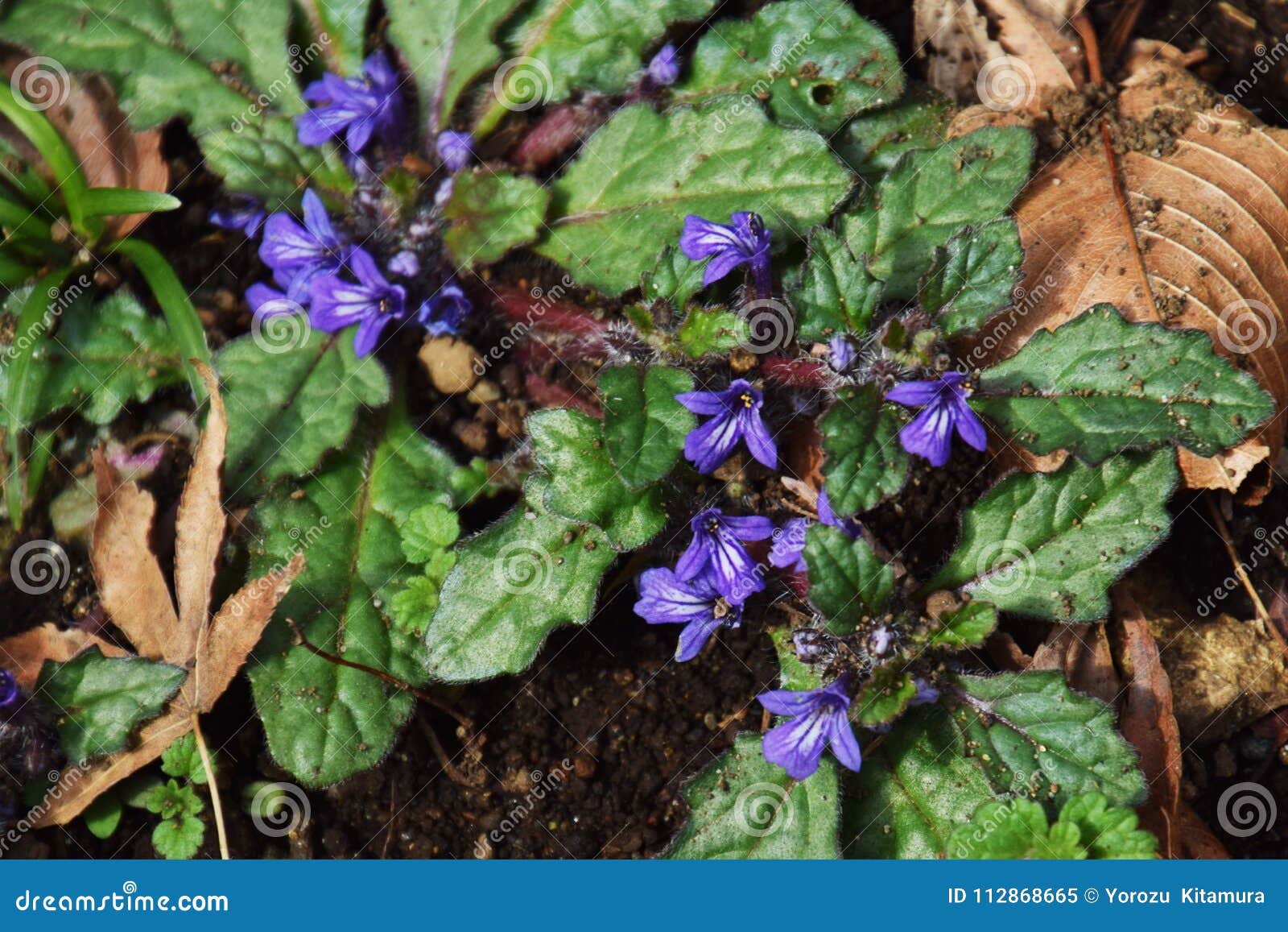 Creeping bugleweed stock image. Image of bugle, flower - 112868665