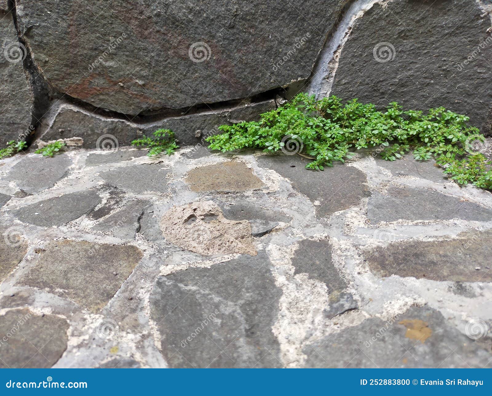 Weeds growing on the rock stock photo. Image of flower - 252883800