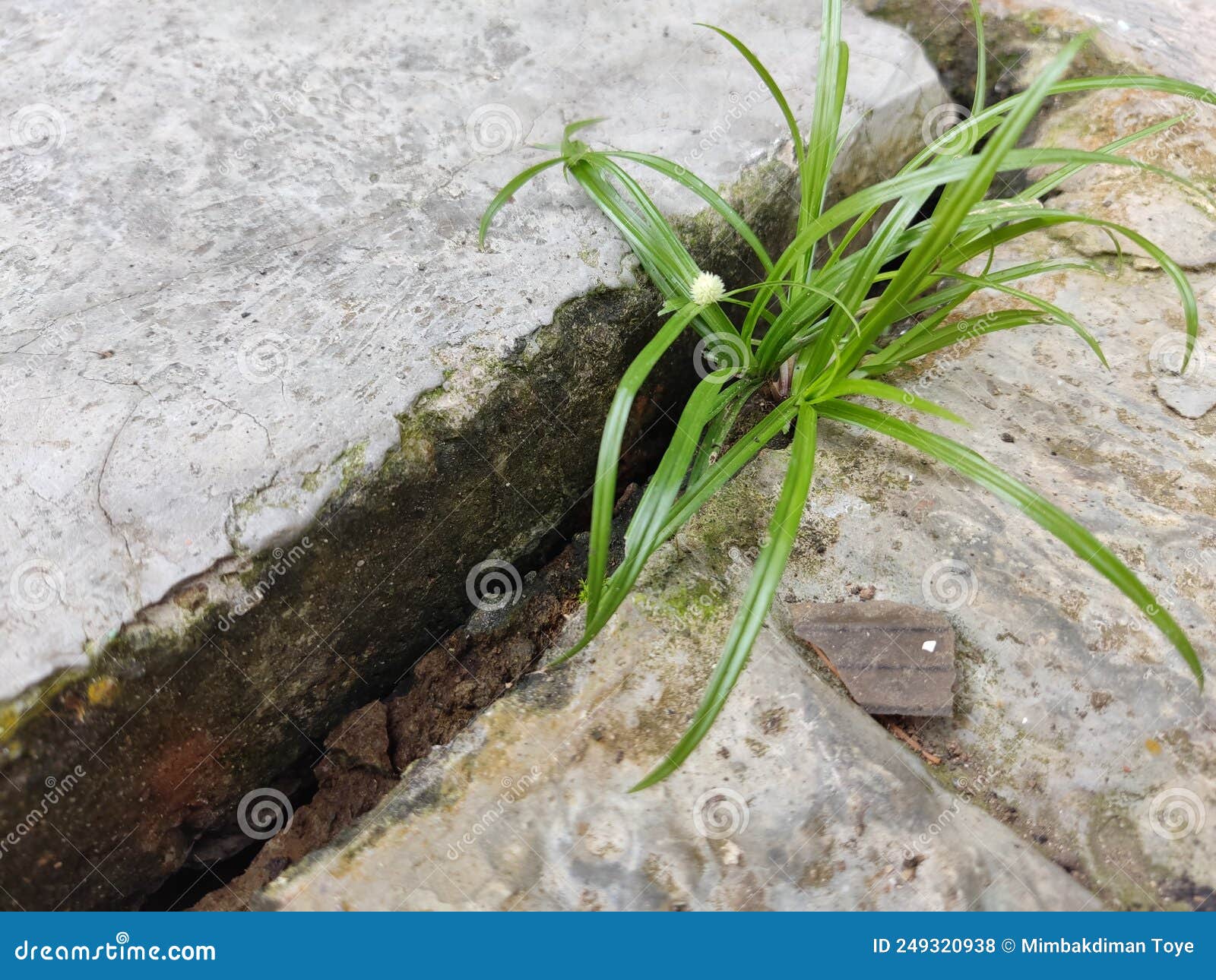 The Weeds Growing In The Rock Crevice Picture. Image: 249320938