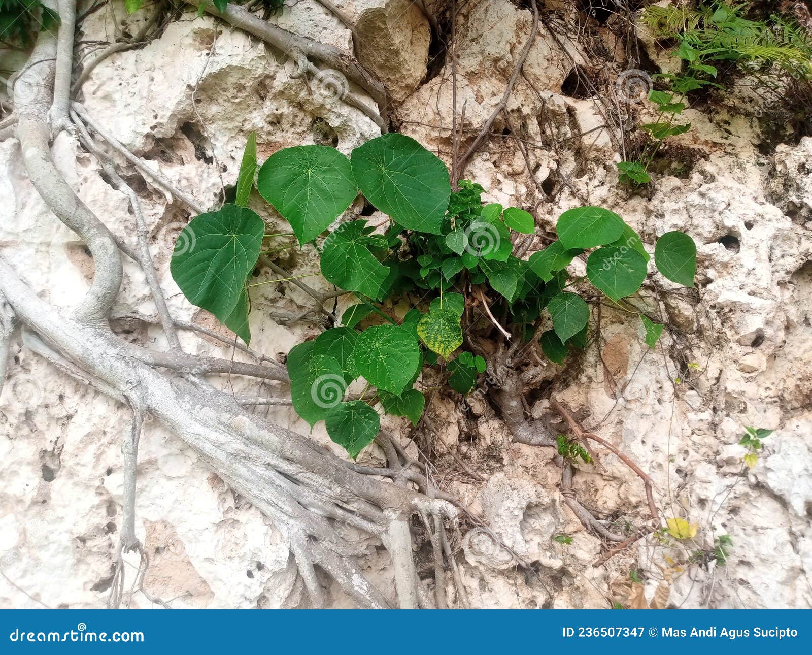 Weeds Growing between the Rocks Stock Image - Image of wildlife, plant ...
