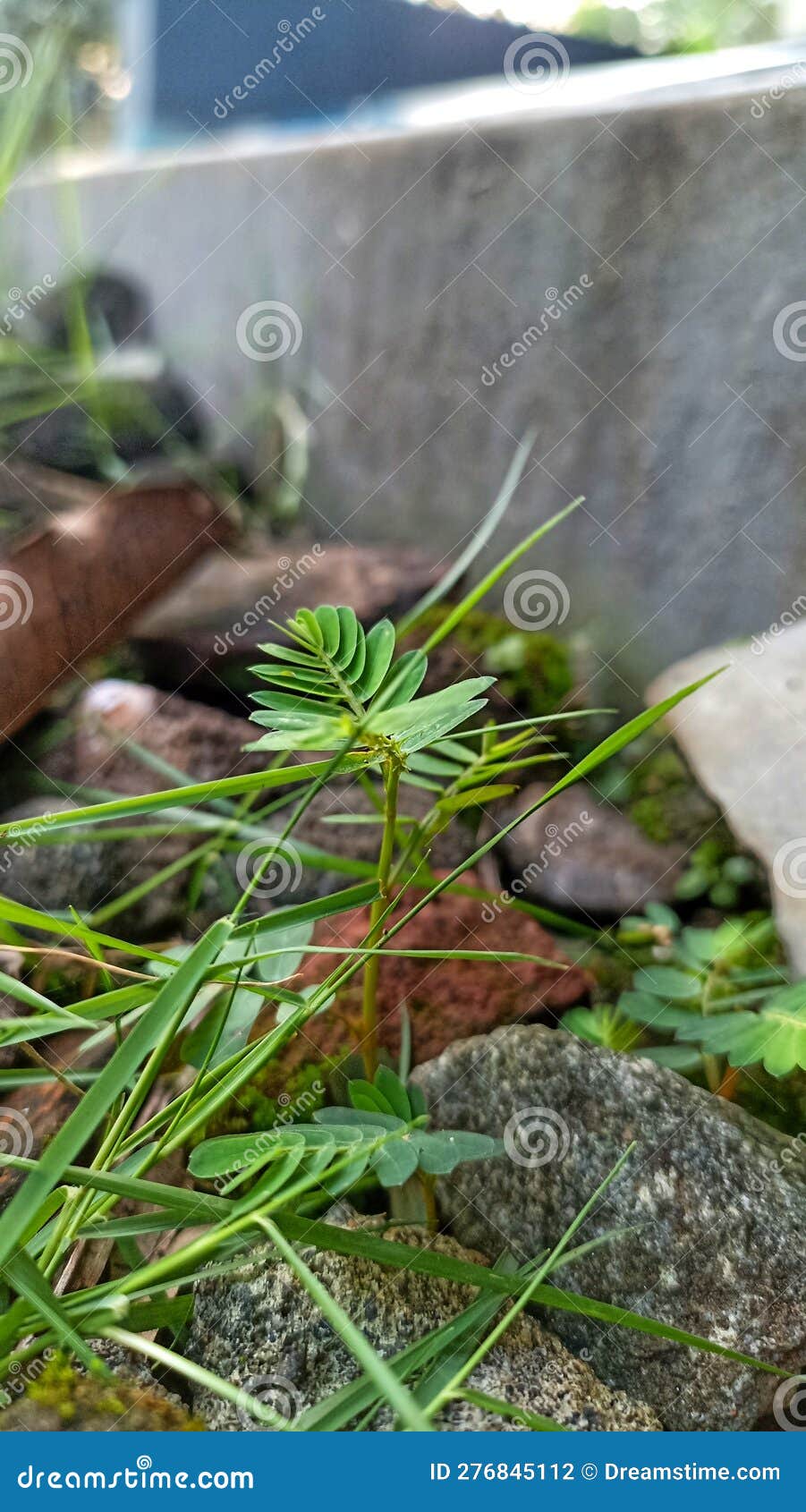 Weeds Growing between the Rocks Stock Photo - Image of forest, nature ...