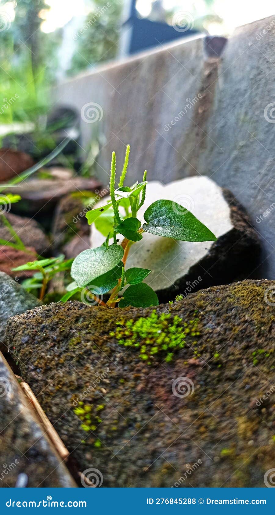 Weeds Growing between the Rocks Stock Photo - Image of jungle, nature ...
