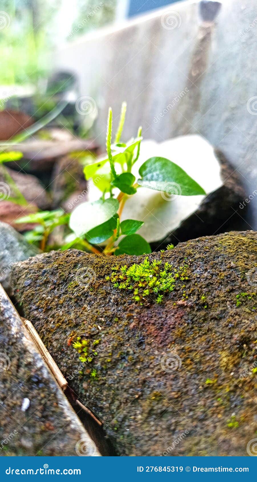 Weeds Growing between the Rocks Stock Image - Image of produce, plant ...