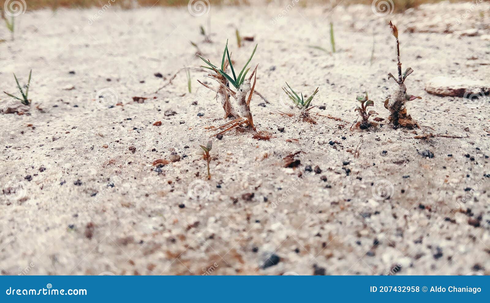 Just a little weed stock photo. Image of growing, white - 207432958