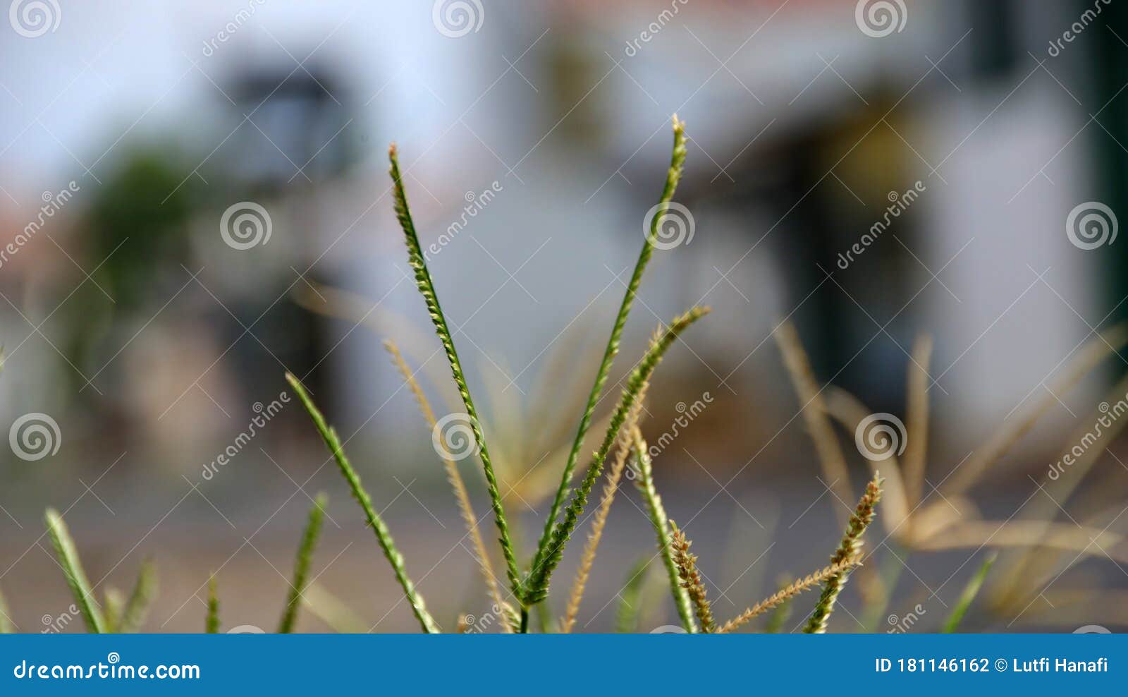 Weeds Growing on the Side of the Road, Stock Photo - Image of brown ...