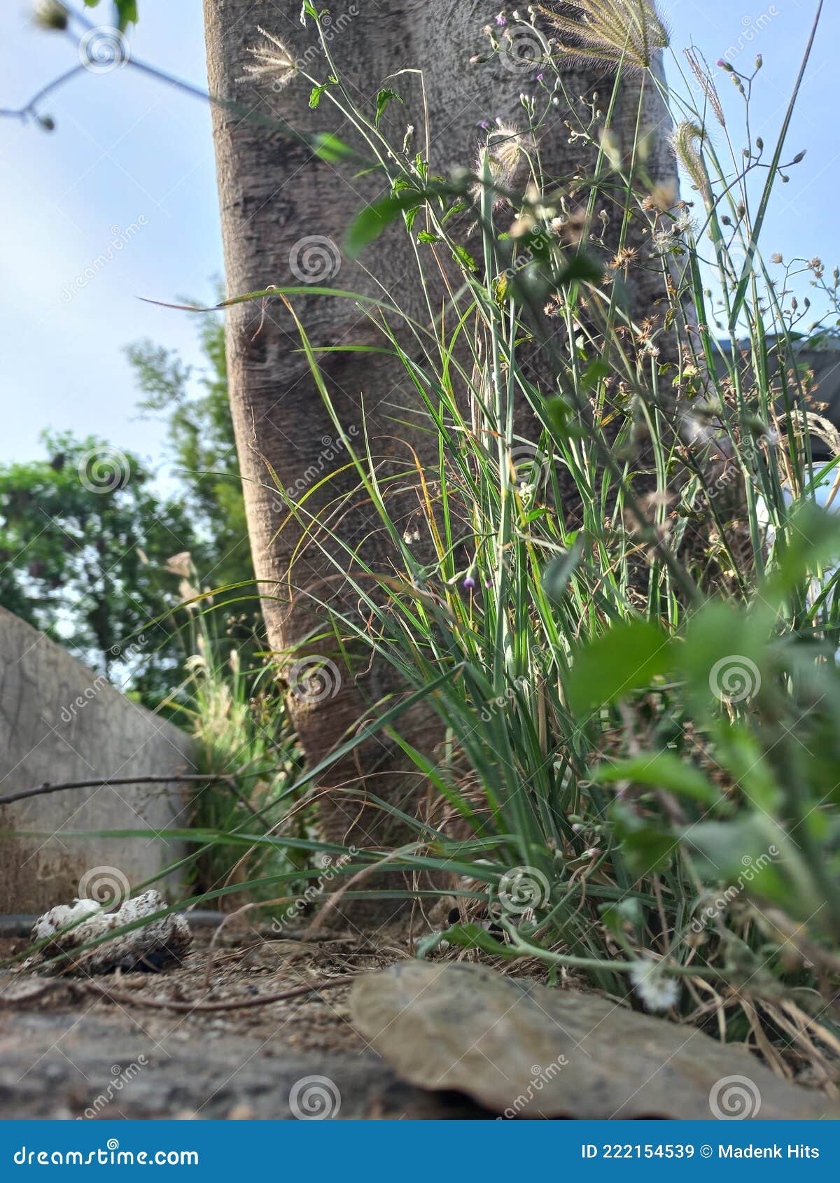Weeds Growing Under Big Trees Stock Image - Image of shrub, nature ...