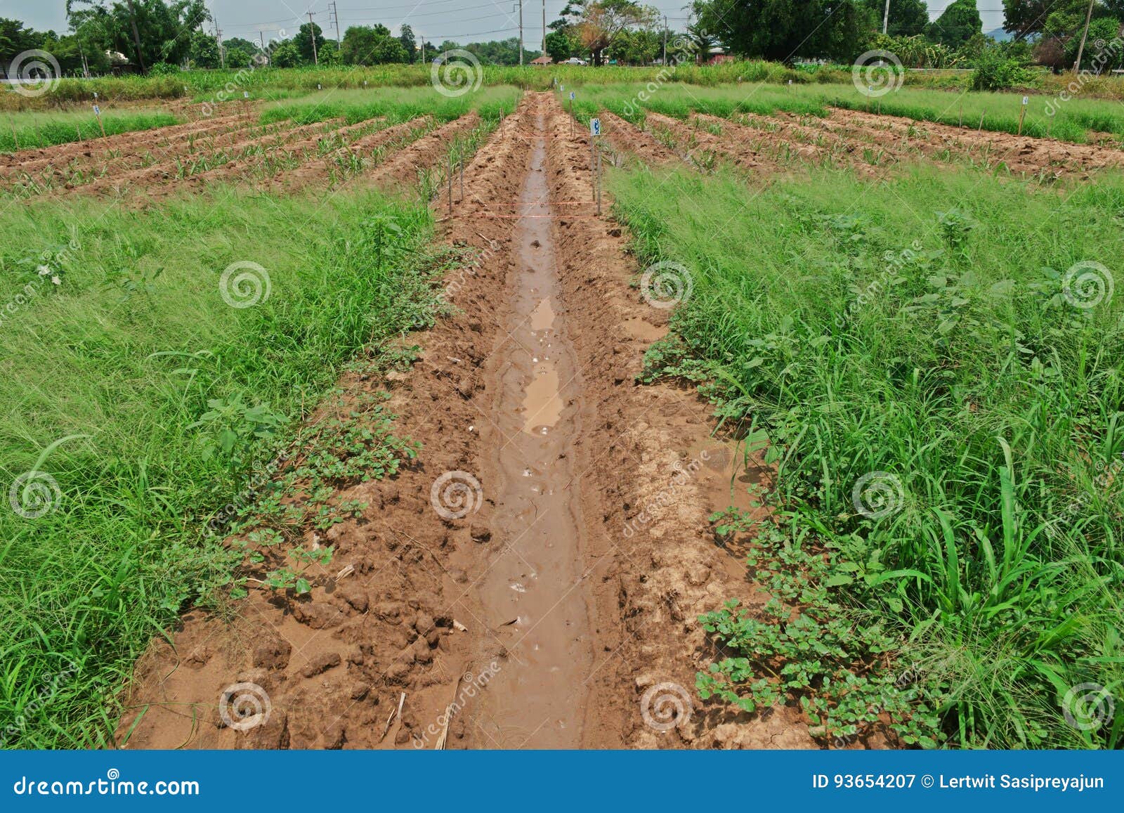 Weeds Infestation in Agriculture Field Stock Image - Image of ...