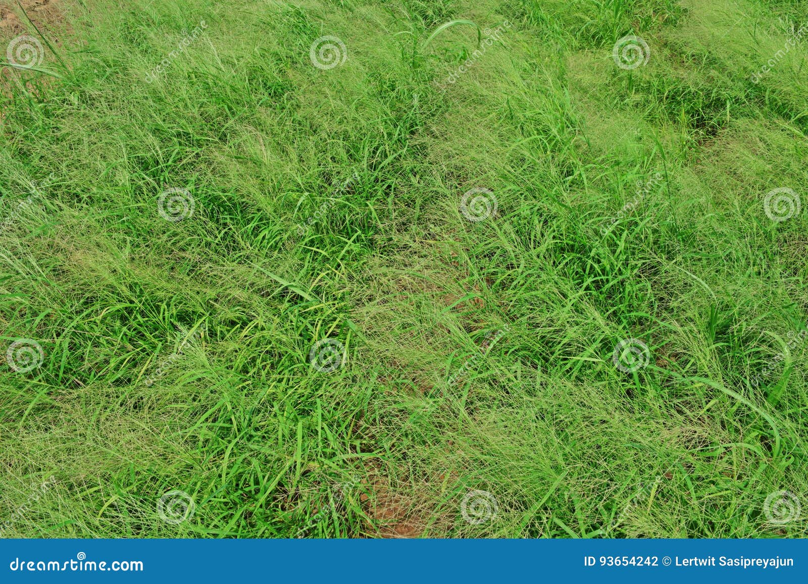 Weeds Infestation in Agriculture Field Stock Photo - Image of garden ...