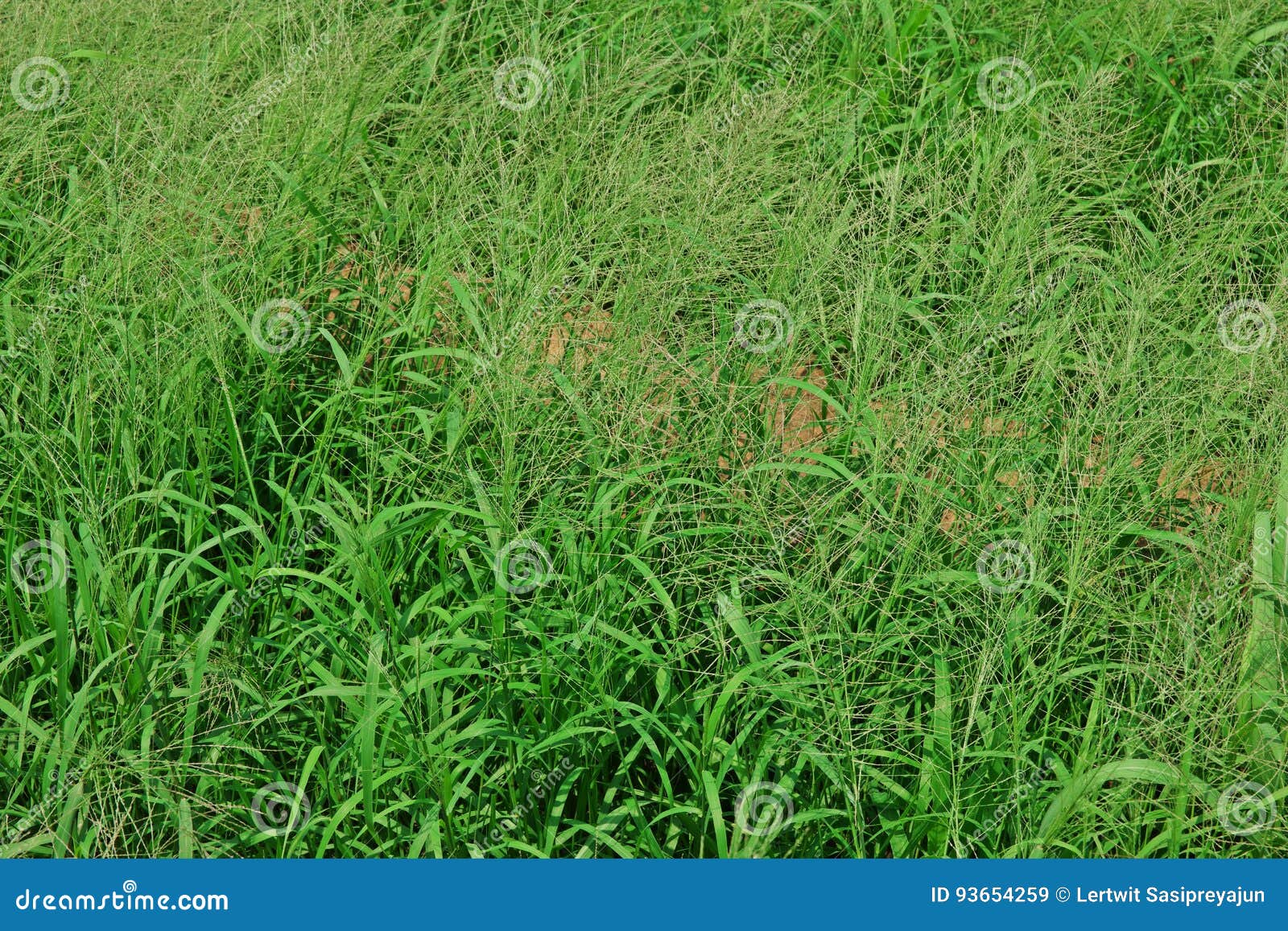 Weeds Infestation in Agriculture Field Stock Image - Image of meadow ...
