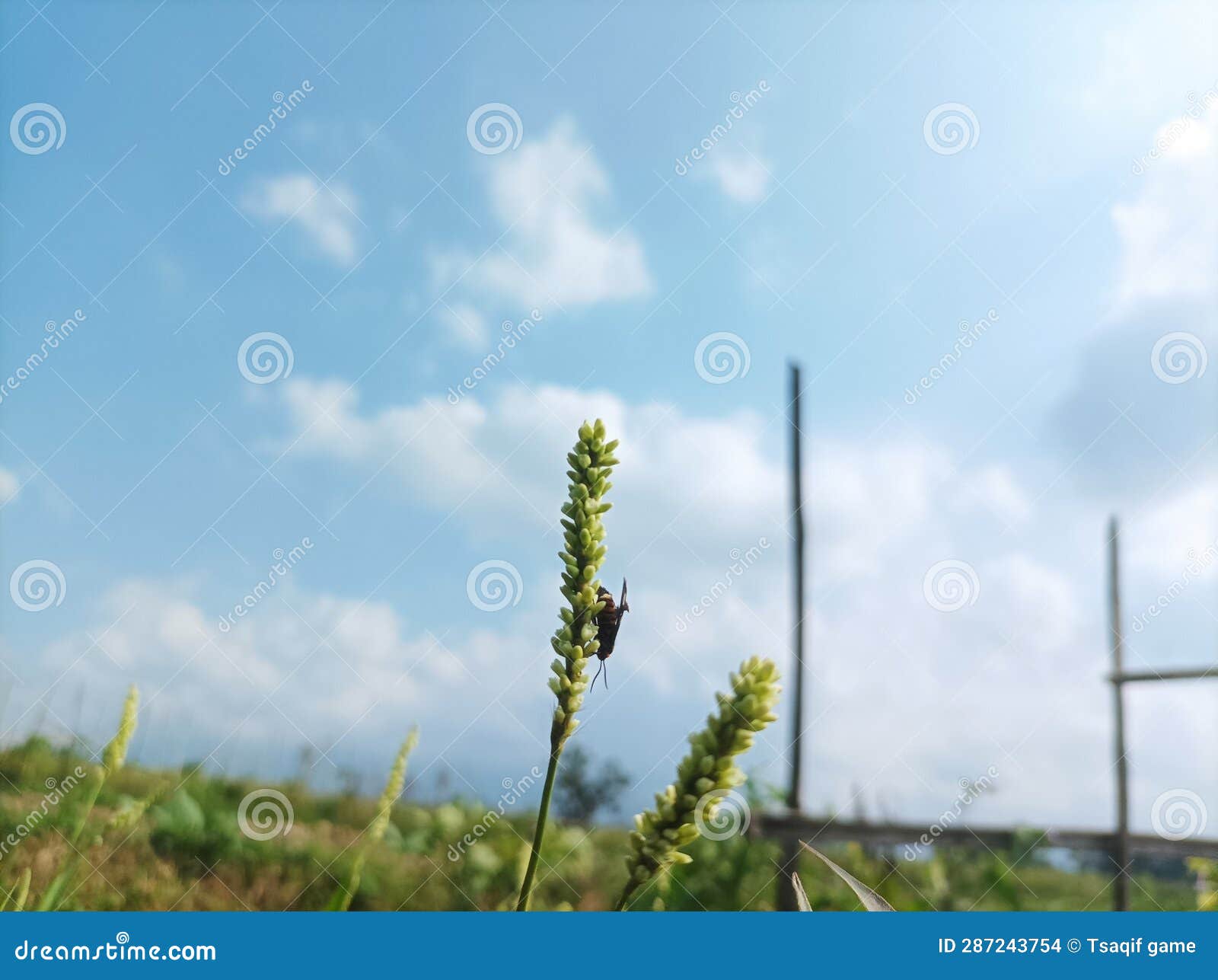 Weeds and Insects Blend with Nature Stock Photo - Image of cloud, weeds ...
