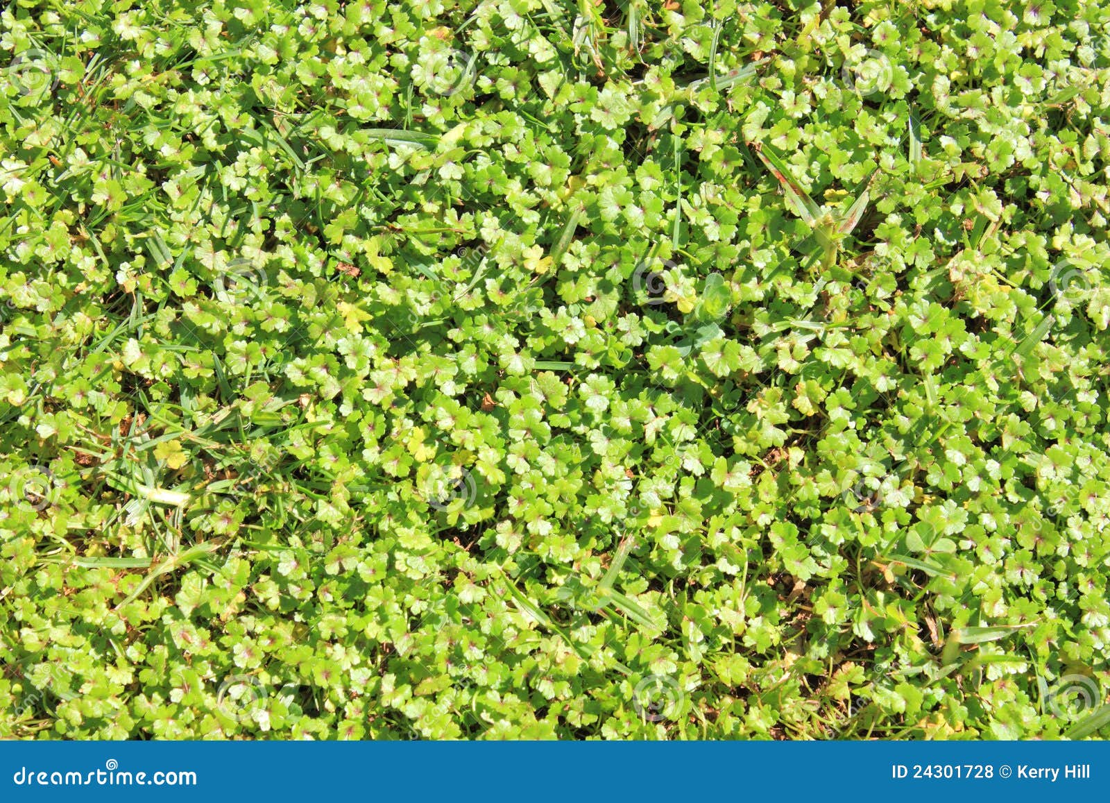 Weeds in lawn close up stock photo. Image of pasture - 24301728